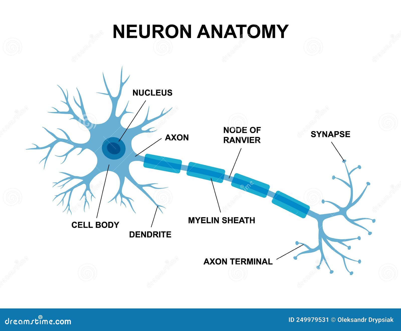 Vector Infographic Of Neuron Anatomy. Medical Chart Human Neuron ... Vector Infographic Of Neuron Anatomy. Medical Chart Human Neuron ...