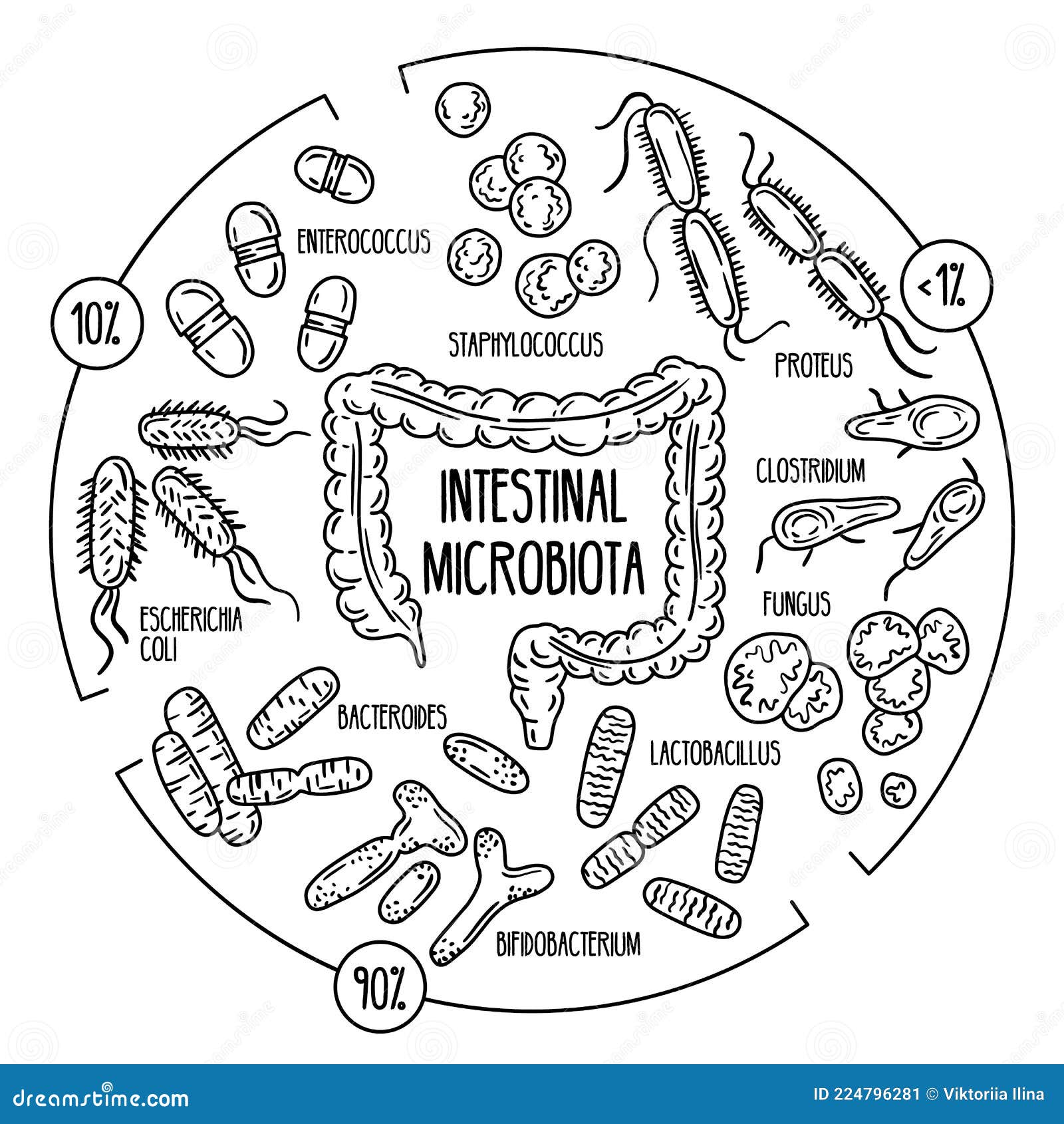 Vector Infographics of the Human Gut Microbiota Stock Vector ...