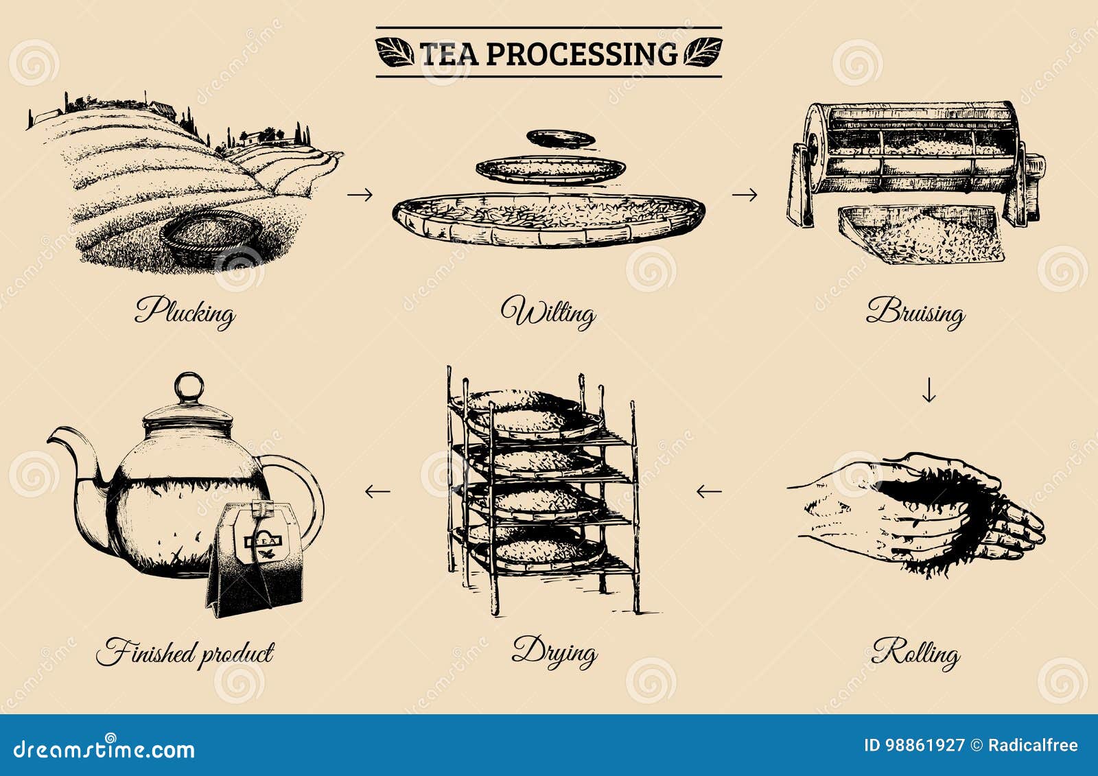 Vector Infographics with Illustrations of Tea Processing. Hand Sketched ...