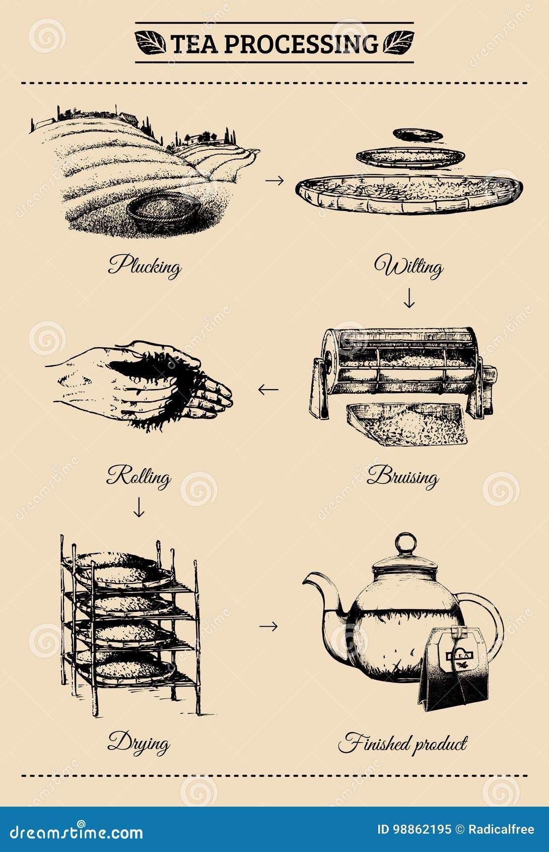 Tea Processing Stock Illustrations – 132 Tea Processing Stock ...