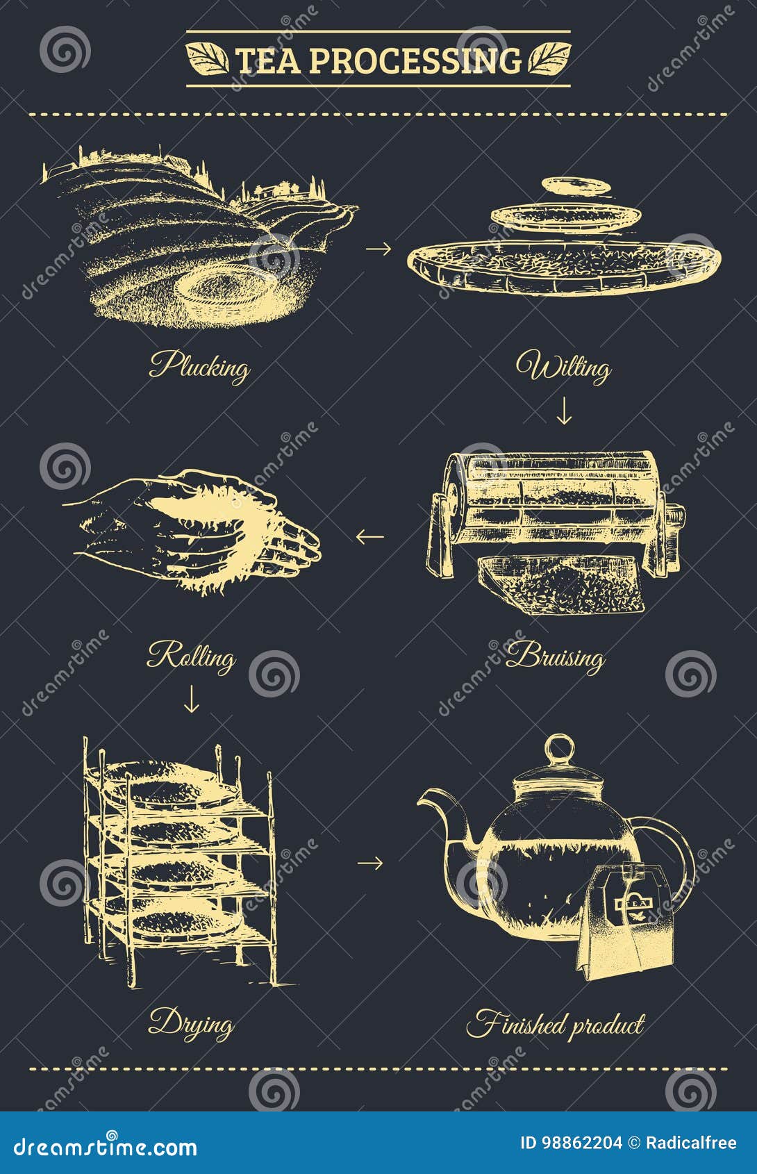 Vector Infographics with Illustrations of Tea Processing. Hand Sketched ...