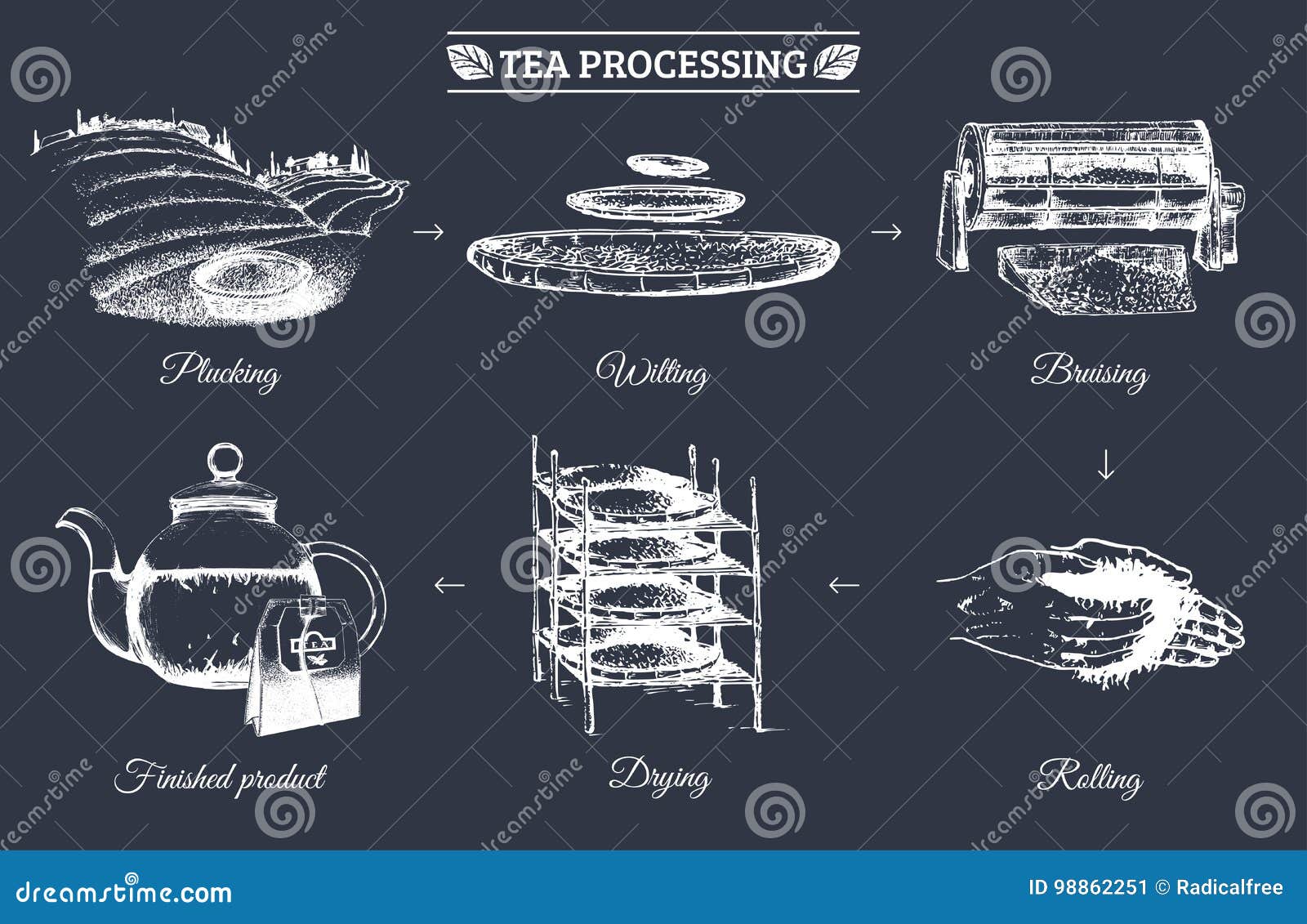 Vector Infographics with Illustrations of Tea Processing. Hand Sketched ...