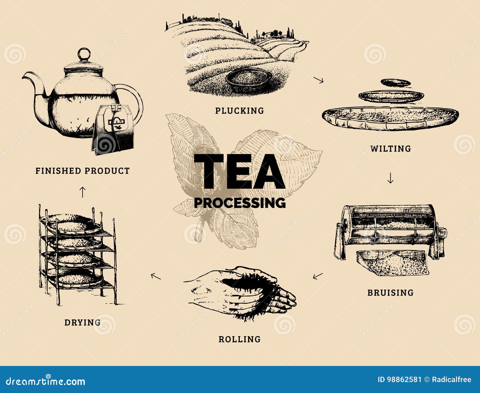 Vector Infographics with Illustrations of Tea Processing. Hand Sketched ...