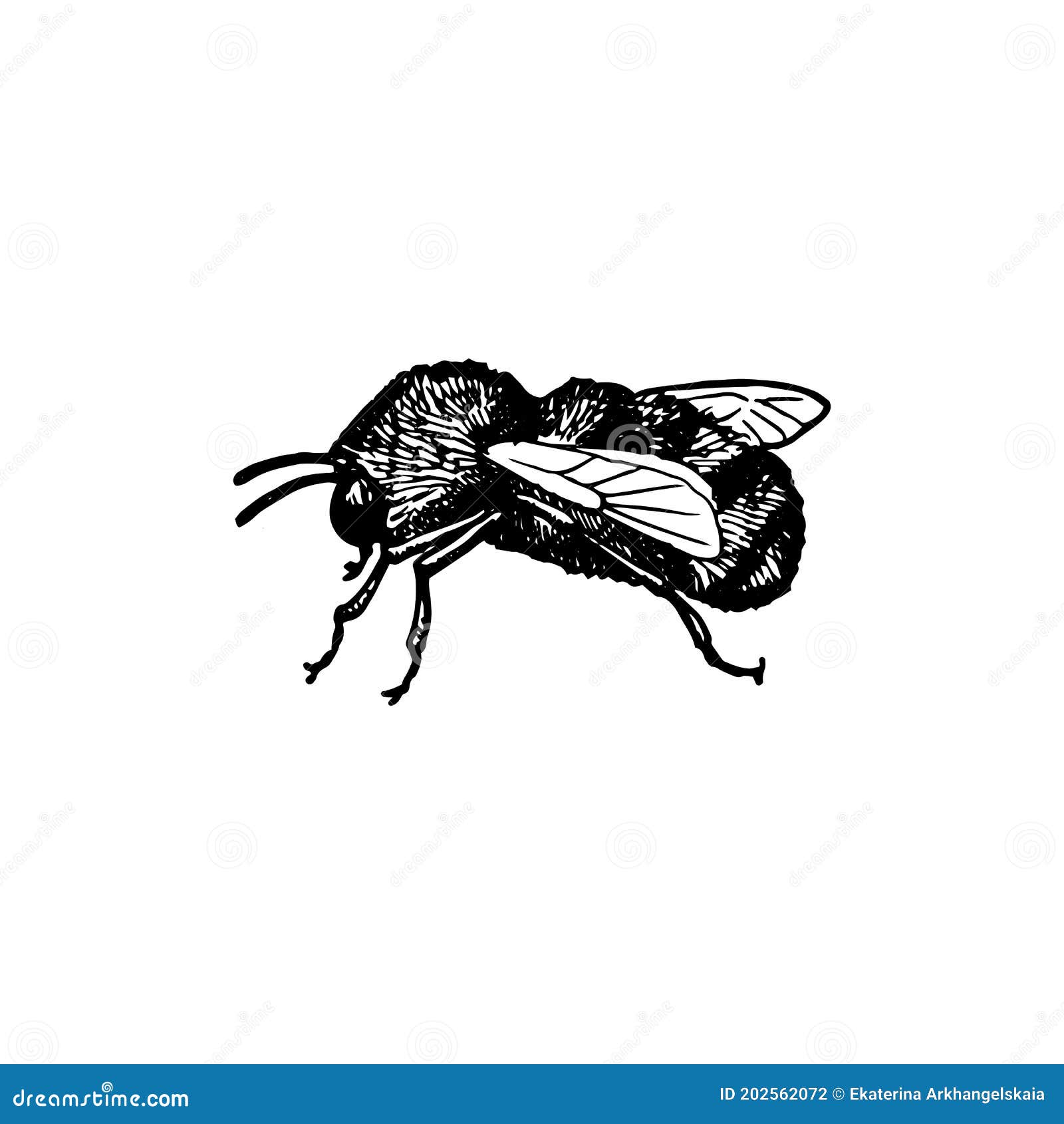 Vector ink drawing bee stock vector. Illustration of black - 202562072