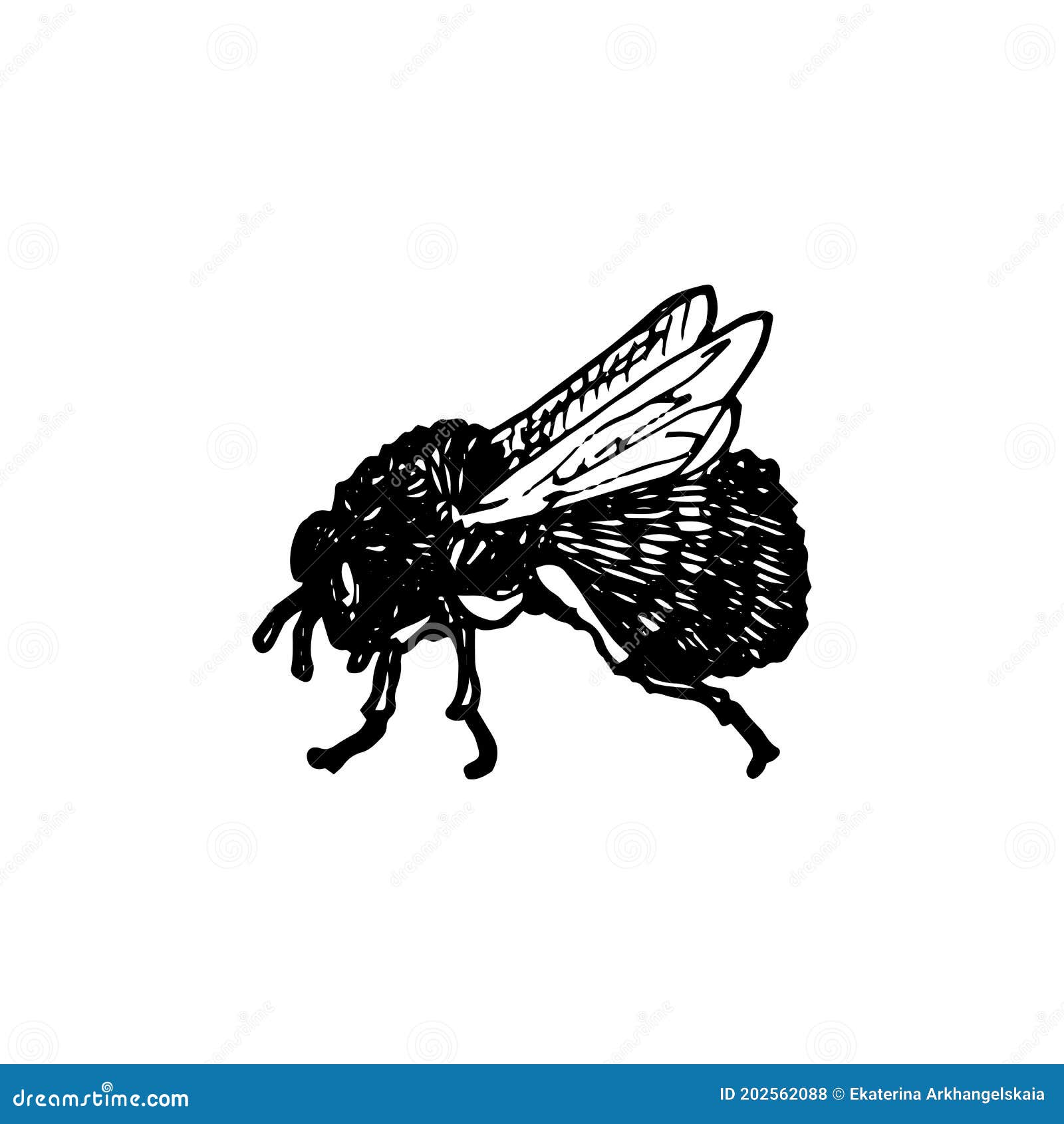 Vector ink drawing bee stock vector. Illustration of nature - 202562088