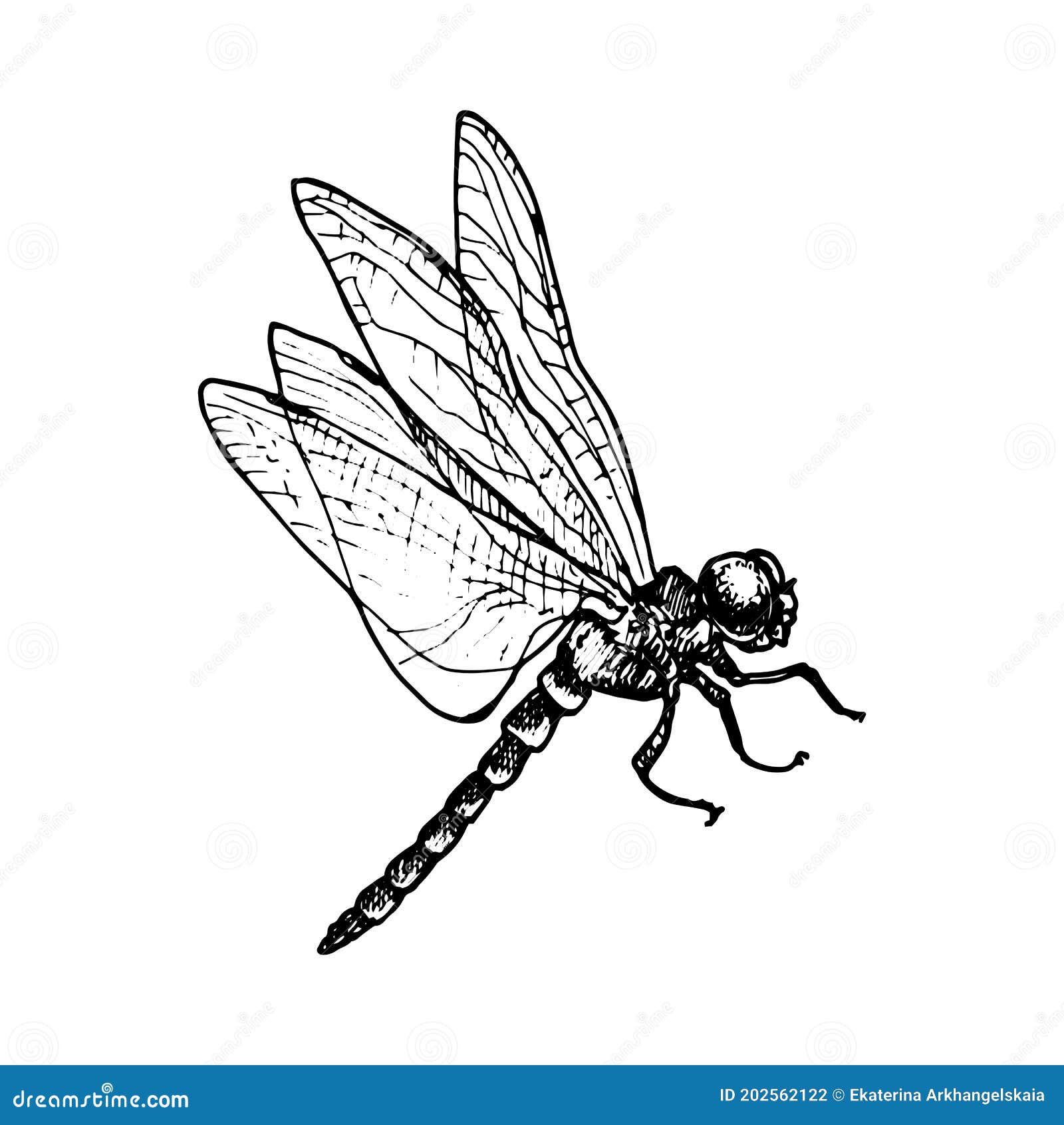 Vector Ink Drawing Dragonfly Stock Vector - Illustration of summer ...