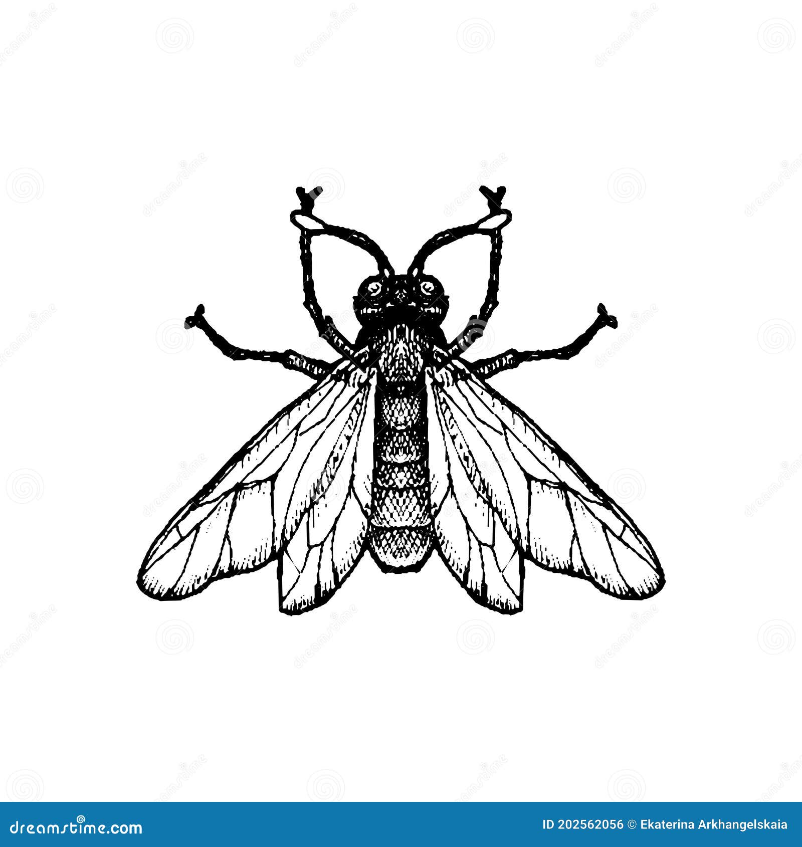 Vector ink drawing fly stock vector. Illustration of vector - 202562056