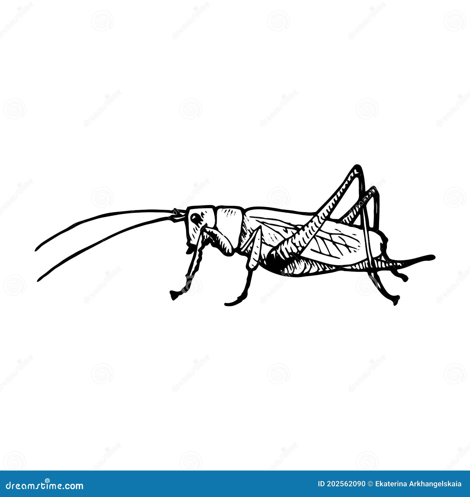 Vector Ink Drawing Grasshopper Stock Vector - Illustration of graphic ...
