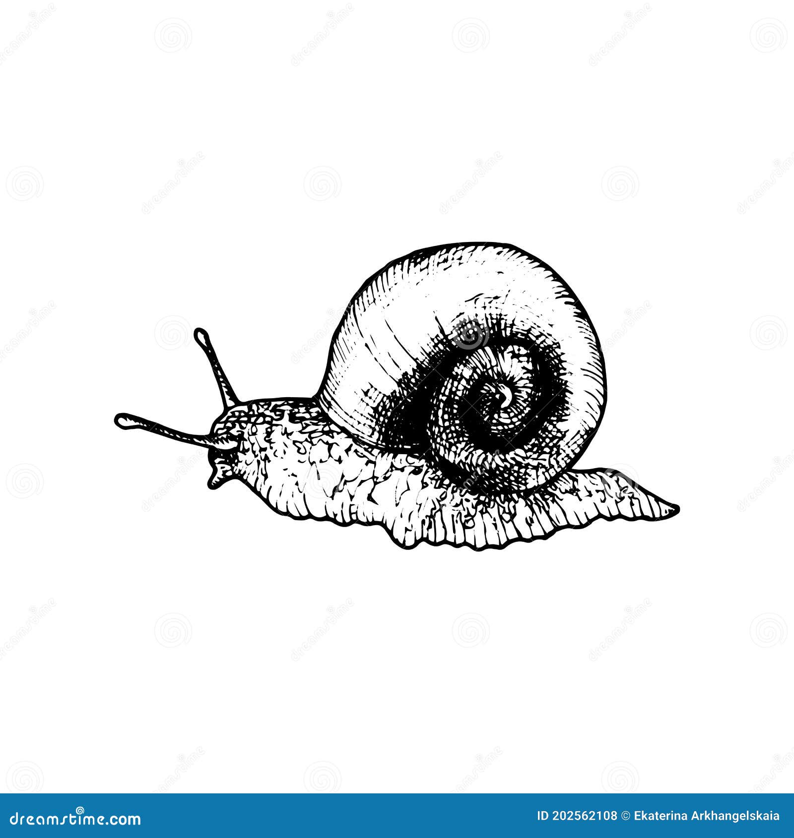 Vector ink drawing snail stock vector. Illustration of creature - 202562108