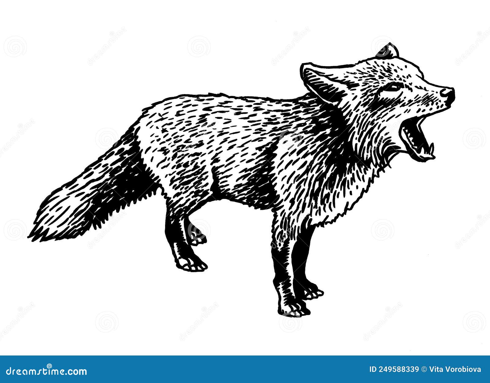 Vector Ink Pen Drawing of Angry Fox Standing and Watching Distance ...