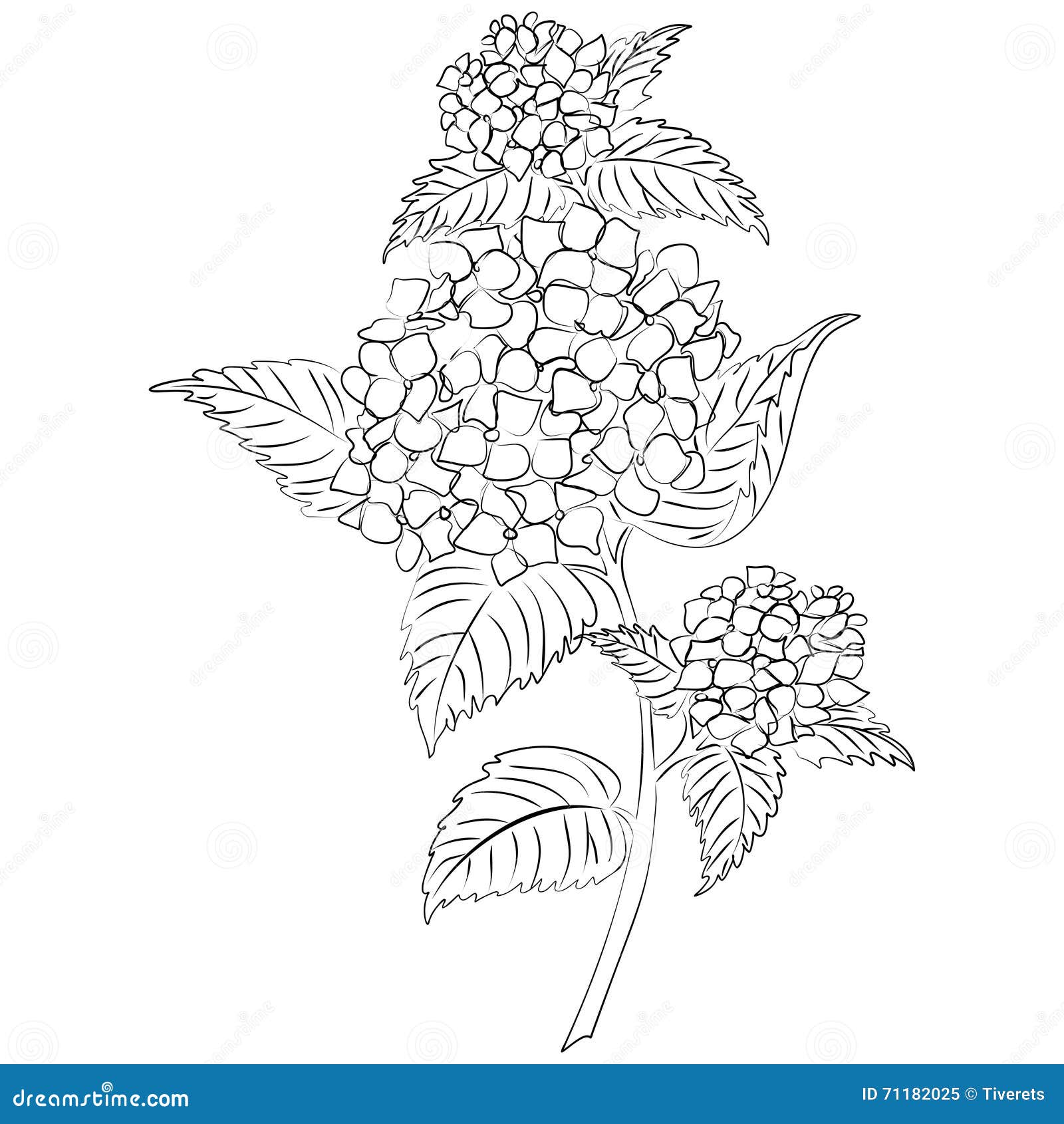 Vector Ink Sketch Hydrangea Flower Stock Vector - Illustration of ...