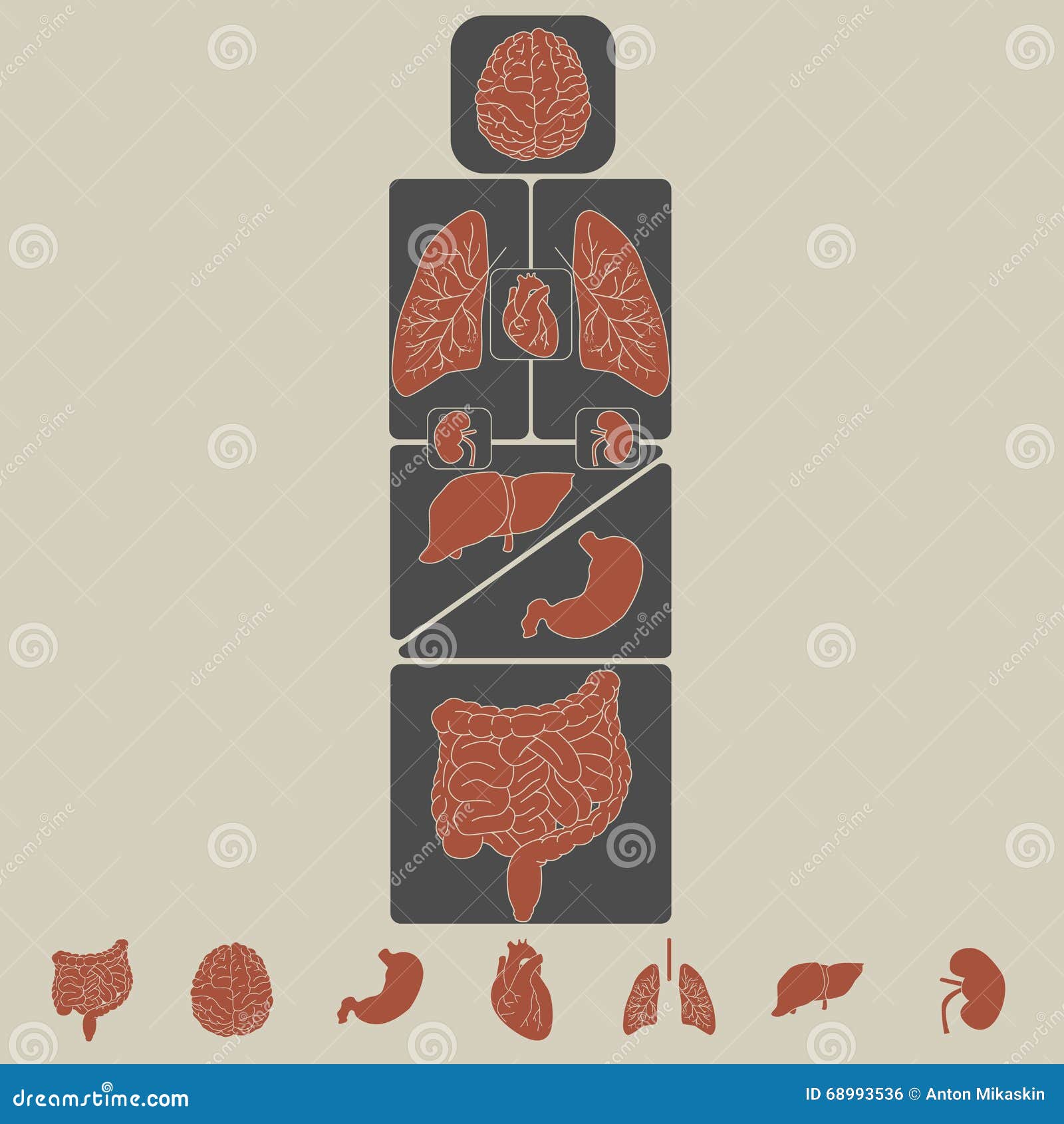 Vector Internal Organs Icon Set Stock Vector - Illustration of ...
