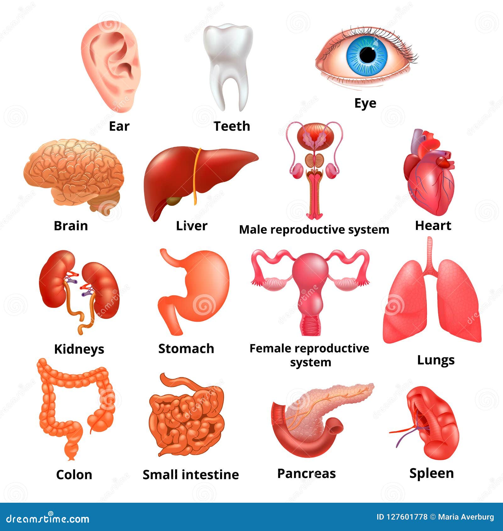 Internal Organs Set Vector Premium Download - vrogue.co Internal Organs Set Vector Premium Download - vrogue.co