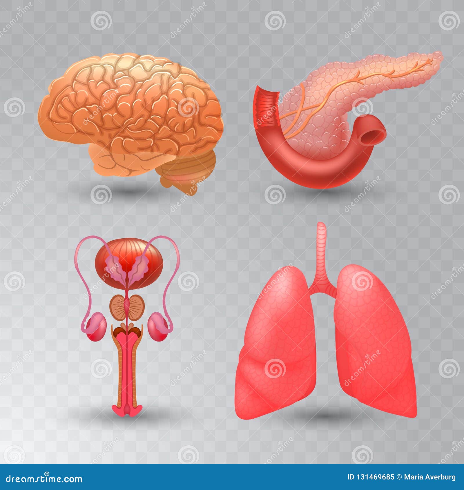 Vector Internal Organs Realistic Icon Set in Realistic Style. Stock ...