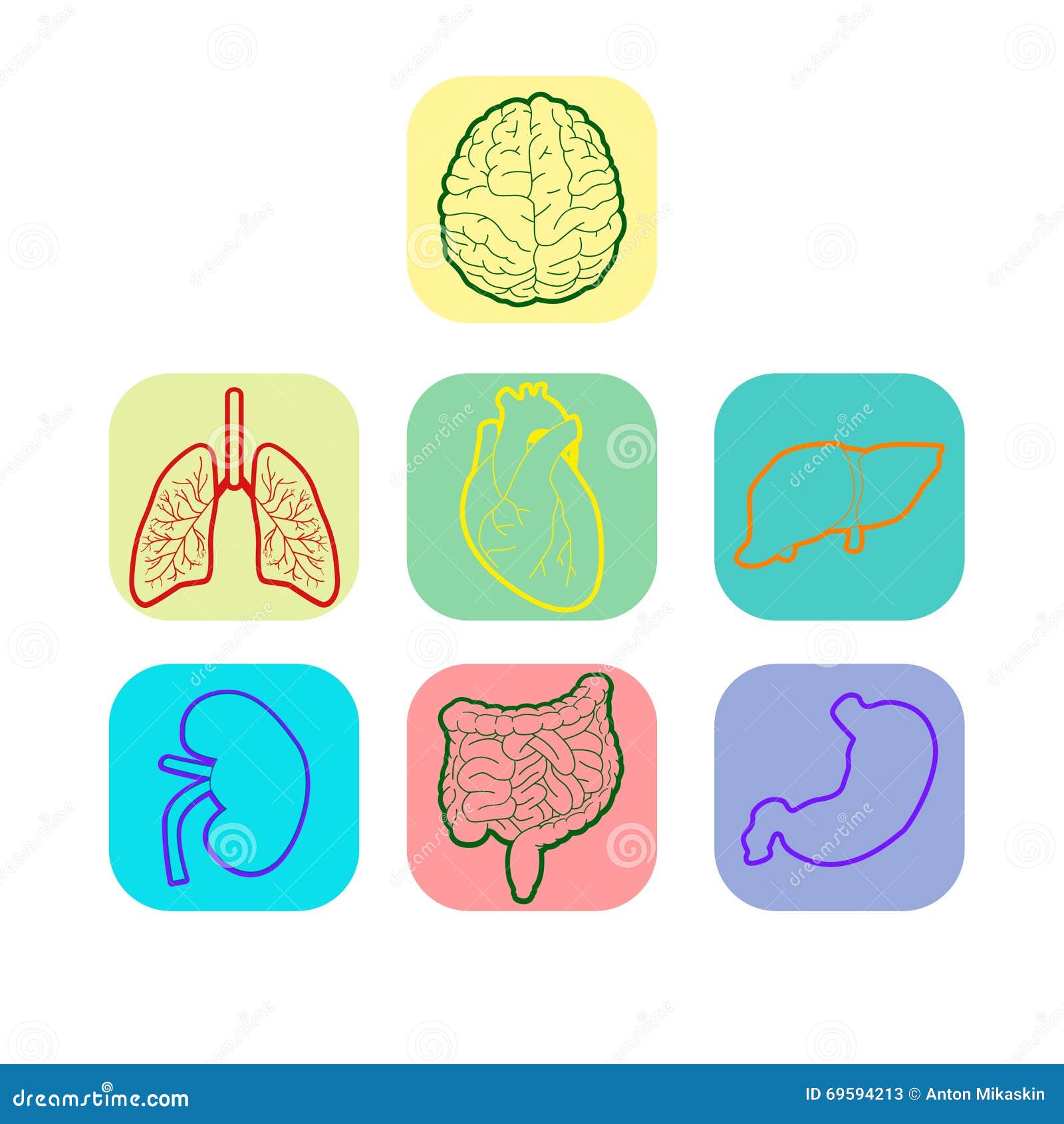 Vector internal organs set stock vector. Illustration of ...