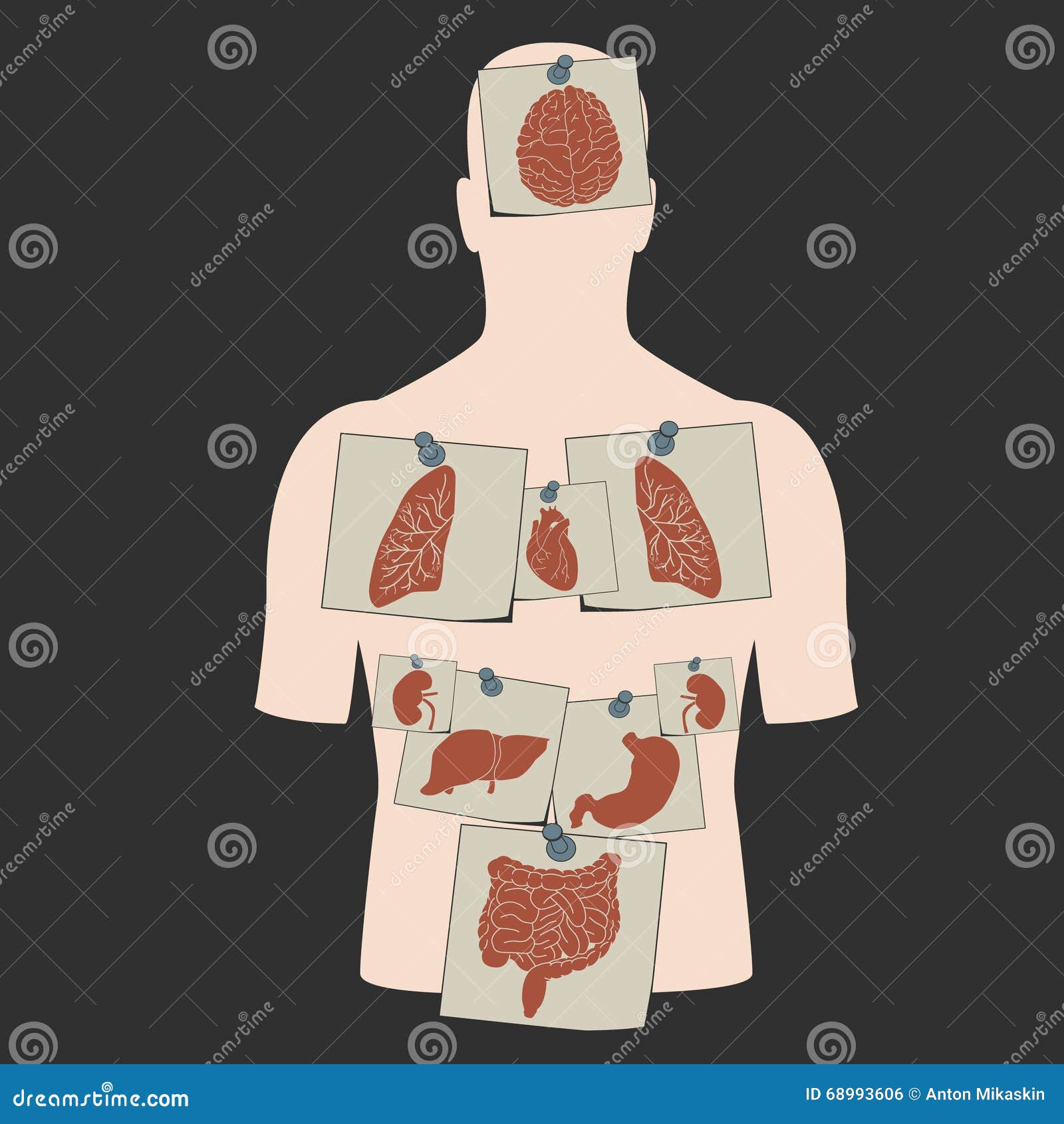 Vector Internal Organs Stickers Set Stock Vector - Illustration of ...