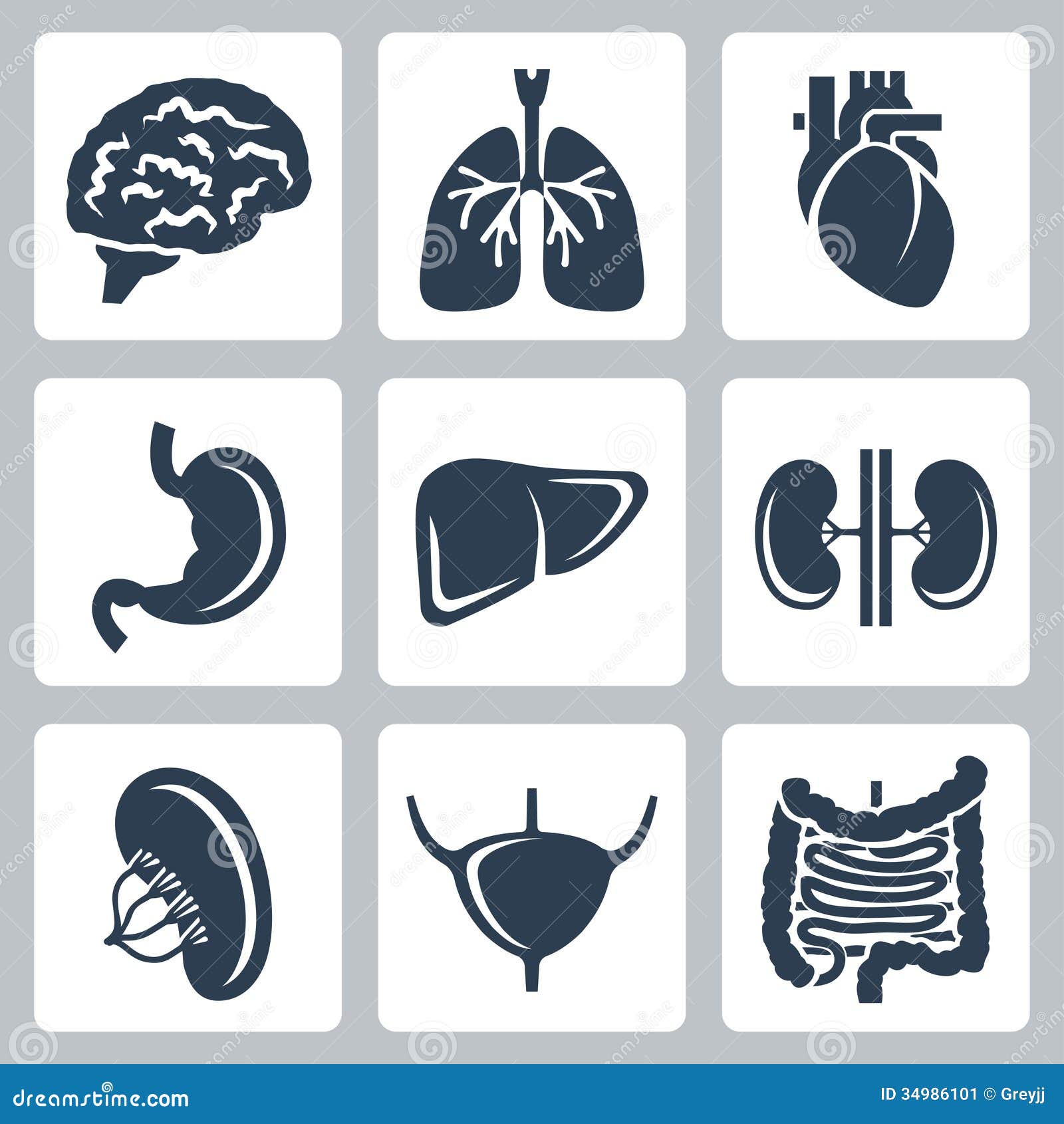 Vector Interne Geplaatste Organenpictogrammen Vector Illustratie ...