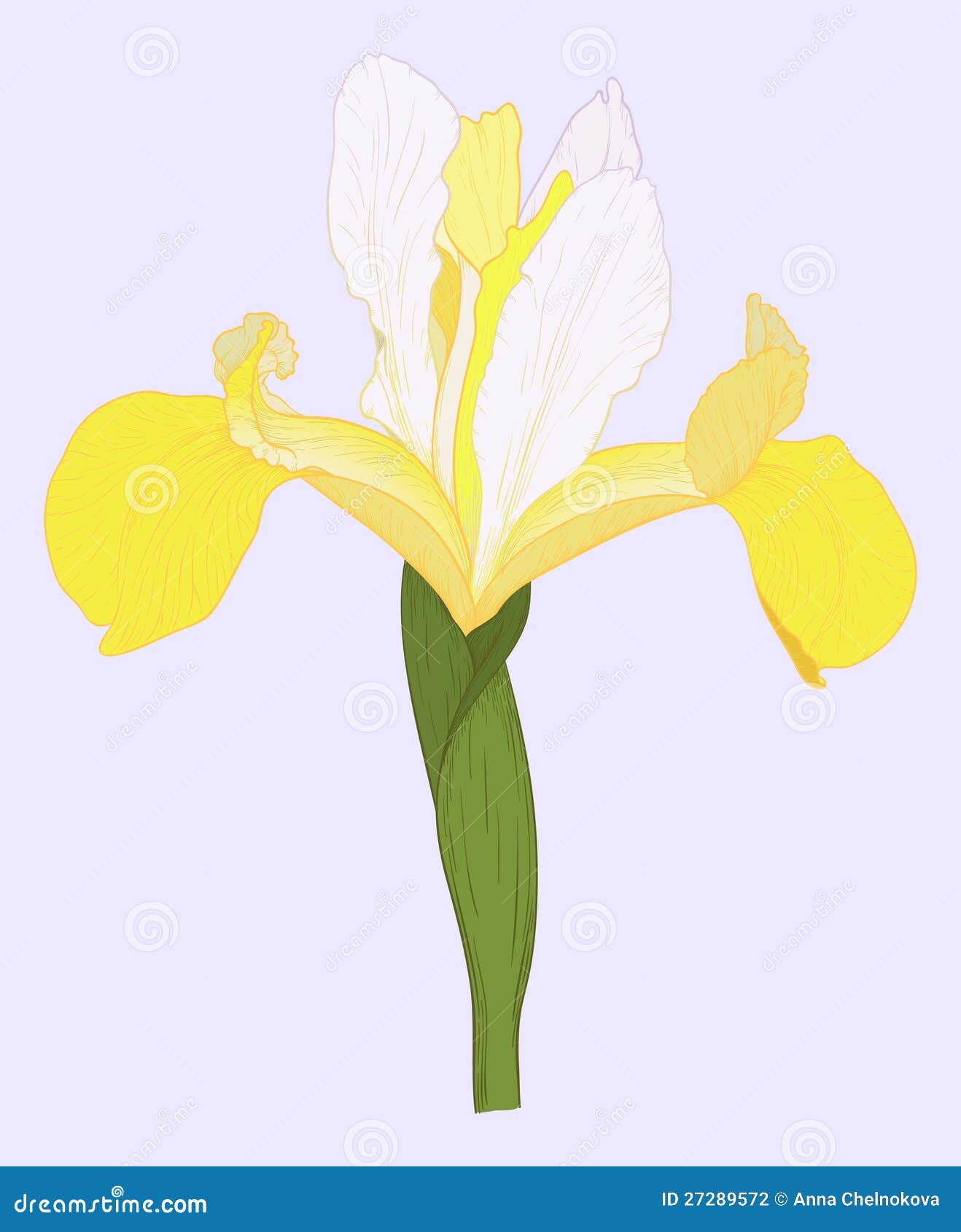 Vector iris. stock vector. Illustration of holiday, floral - 27289572