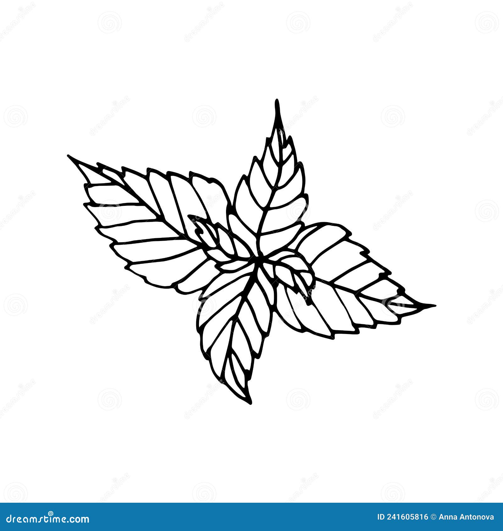 Vector Isolated Element. a Mint. Mint Leaves. Black Hand Drawn Doodle ...