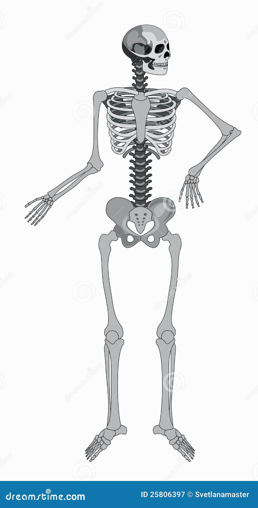 Vector Isolated Human Skeleton Stock Vector - Illustration of skeleton ...