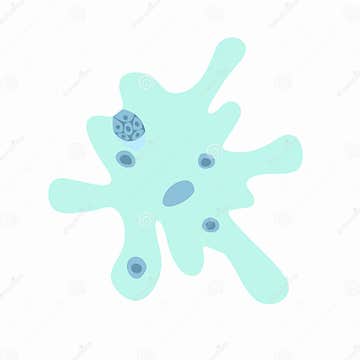 Vector Isolated Illustration of Amoeba Proteus on a White Background ...