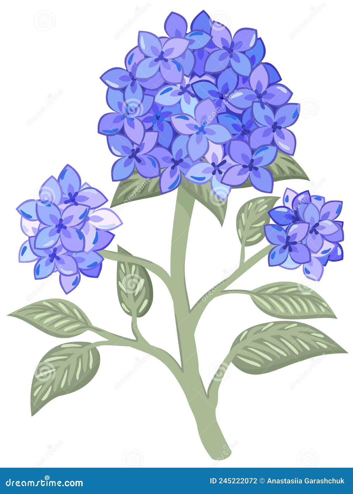 Vector Isolated Illustration of Branch of Hydrangea. Stock Vector ...