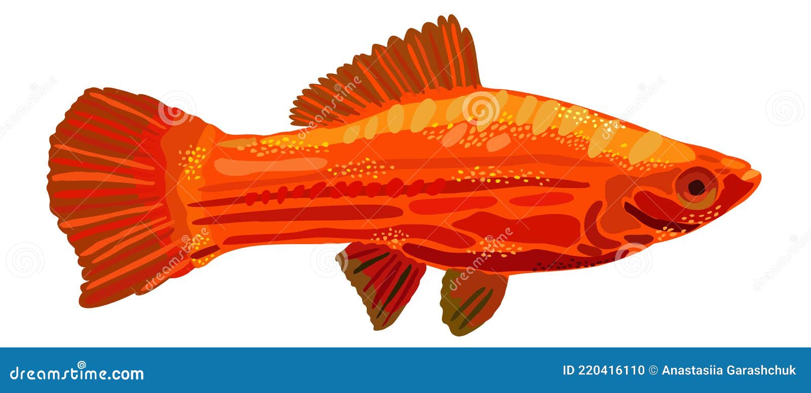 Swordtail Female Vector Illustration | CartoonDealer.com #220416110