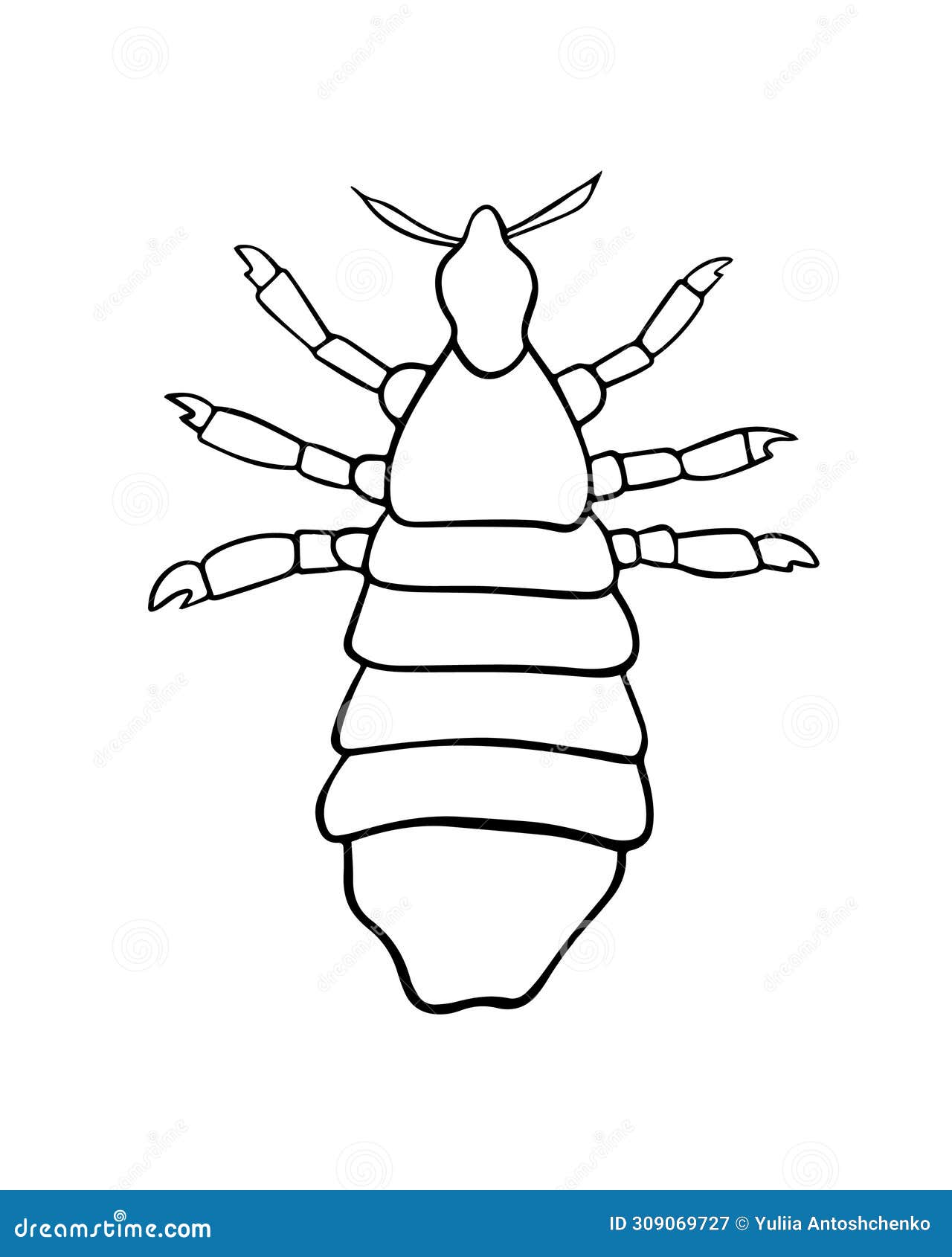 Vector Isolated Illustration of Louse. Human Louse Stock Vector ...