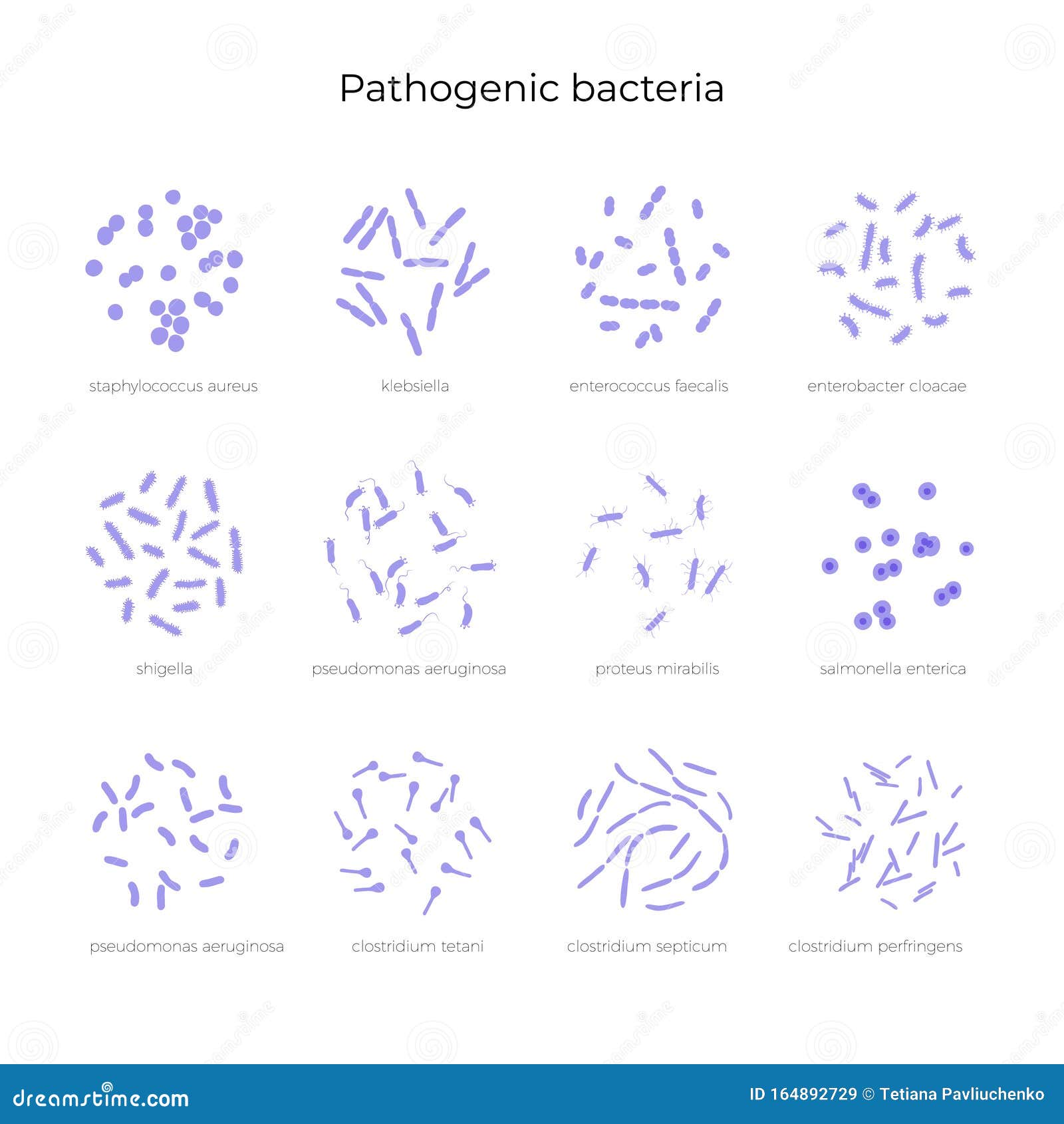 Vector Illustration of Pathogenic Bacteria Stock Vector - Illustration ...