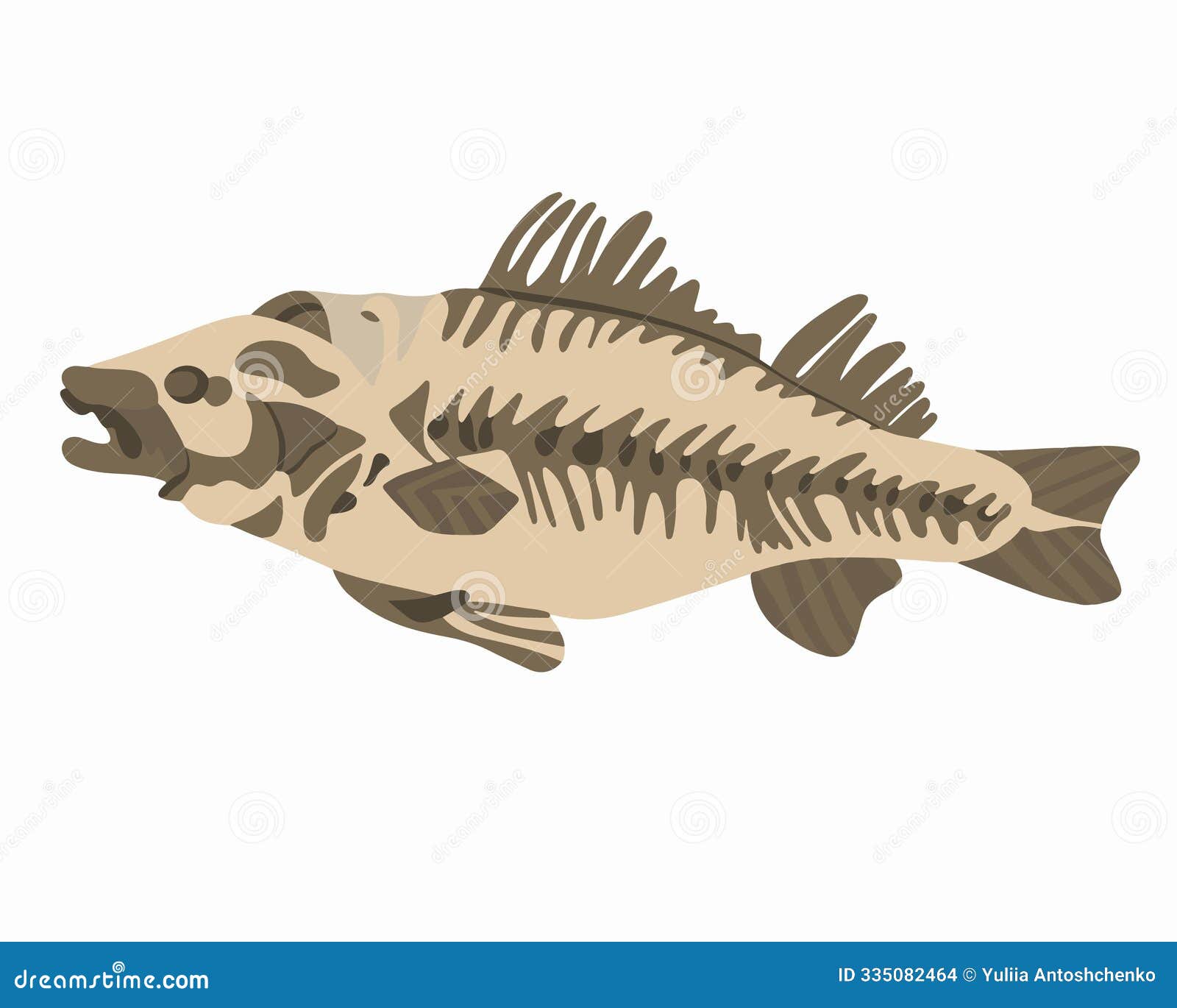Vector Isolated Illustration of a Perch Skeleton Stock Vector ...