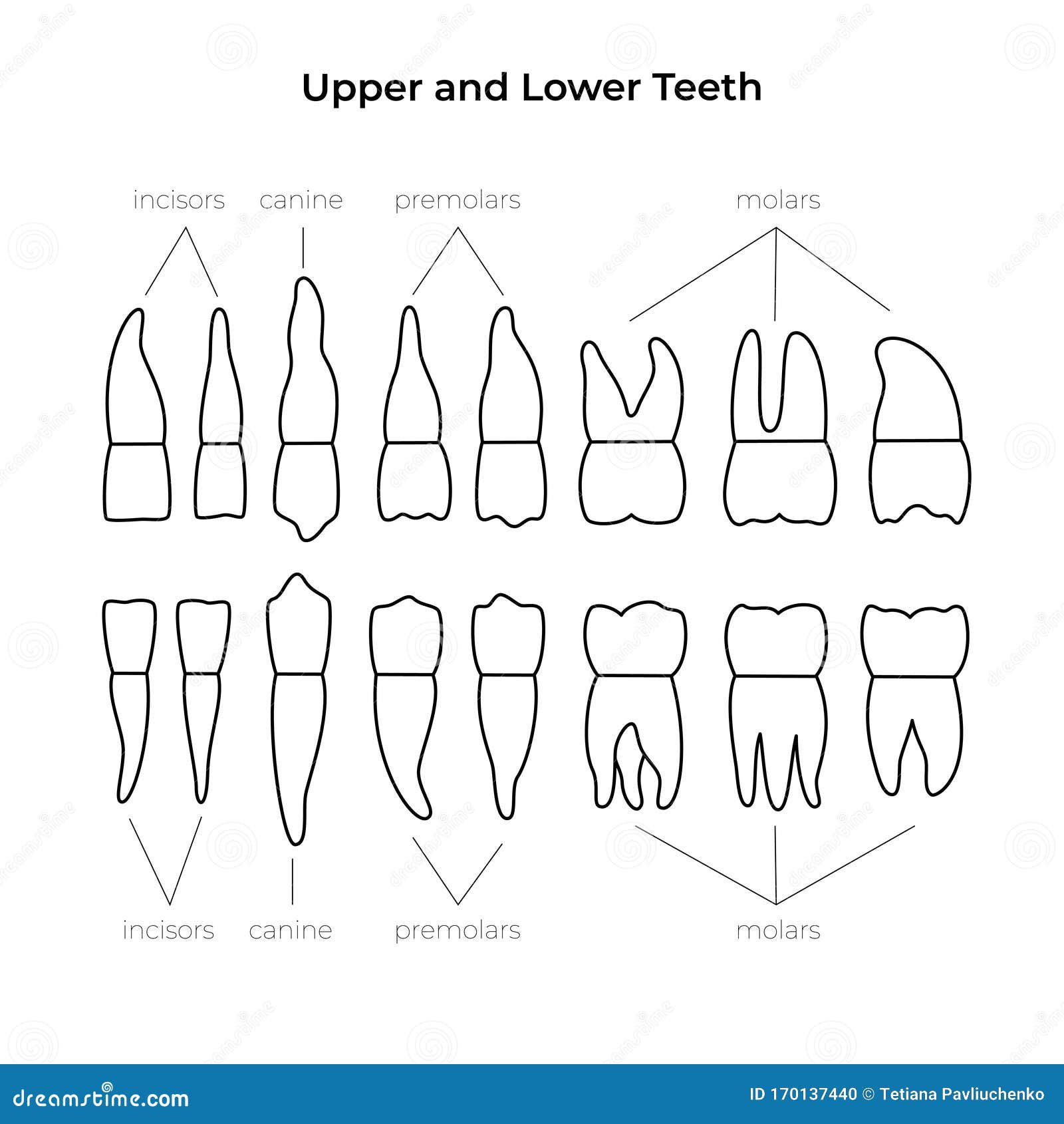 Vector Isolated Illustration of Tooth Stock Vector - Illustration of ...