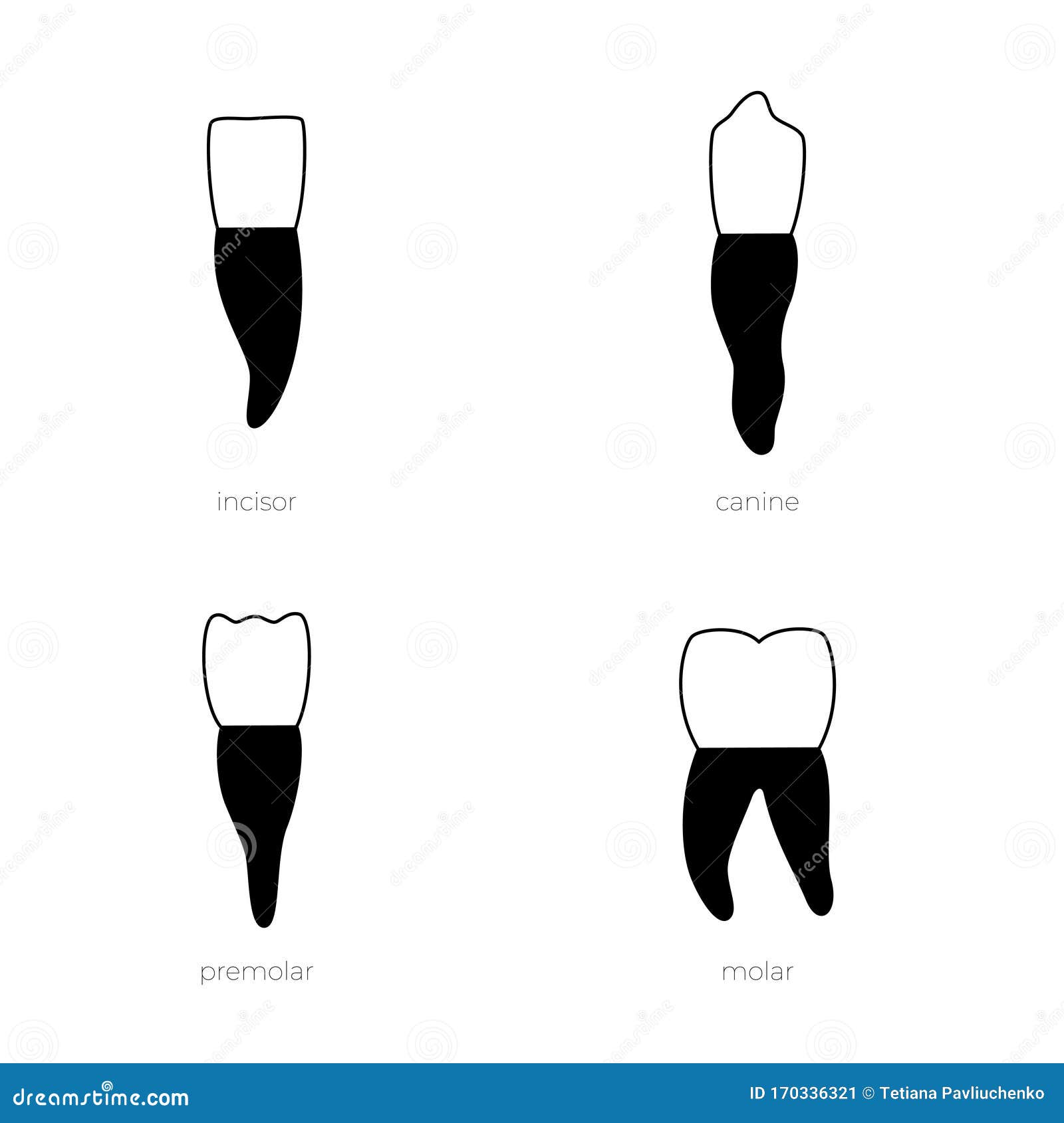 Permanent Upper First Molar Tooth. 3D Illustration Of The Anatomy Of ...