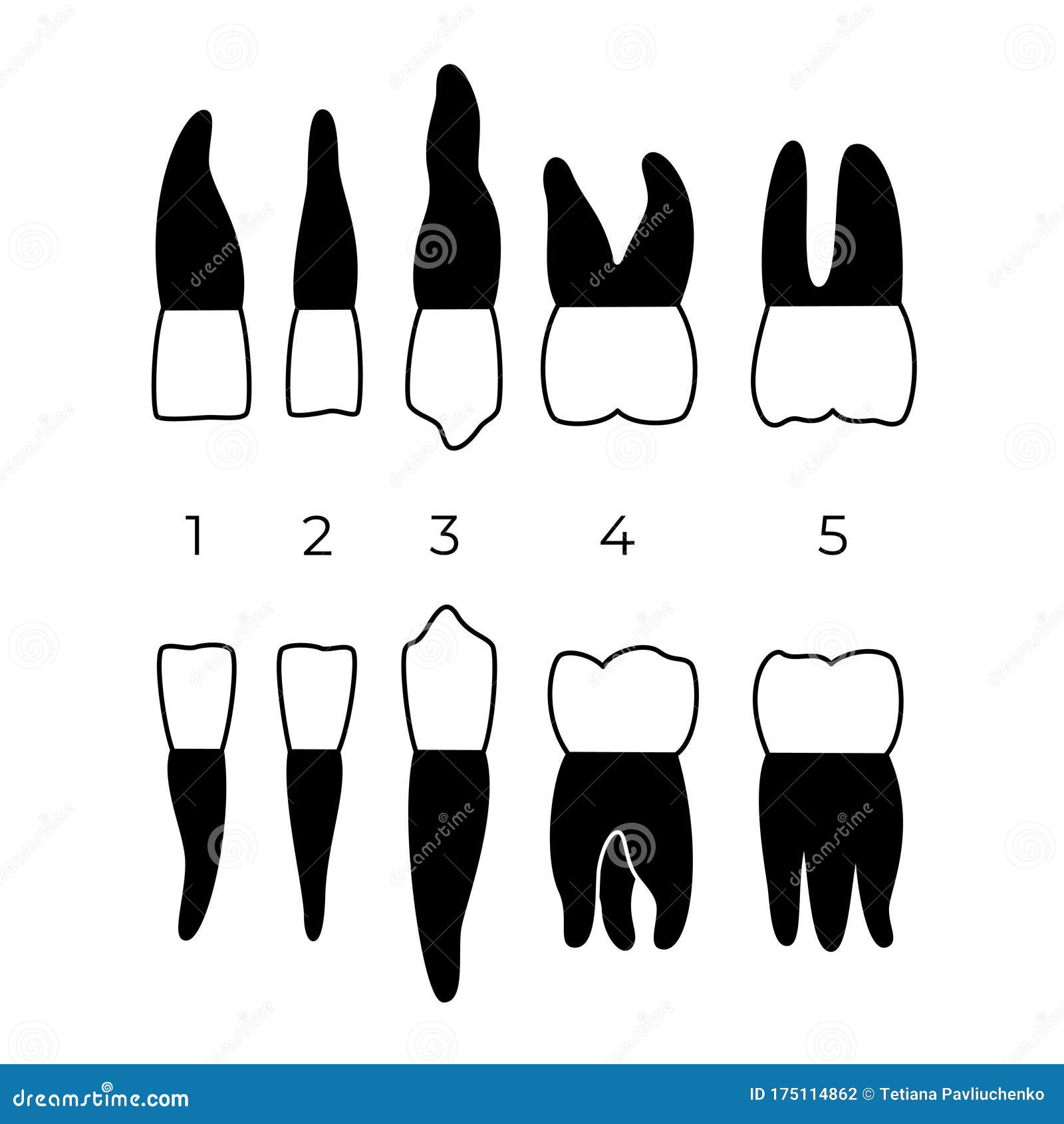 Permanent Upper First Premolar Tooth. 3D Illustration Of The Anatomy Of ...