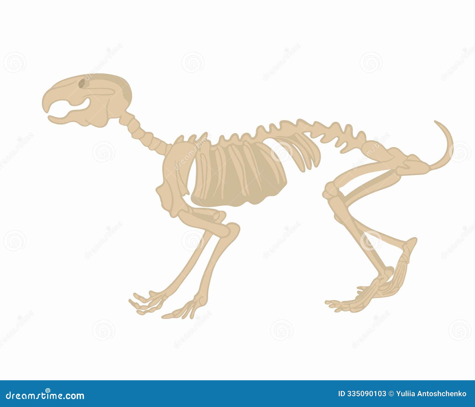 Vector Isolated Illustration of a Rabbit Skeleton on a White Background ...