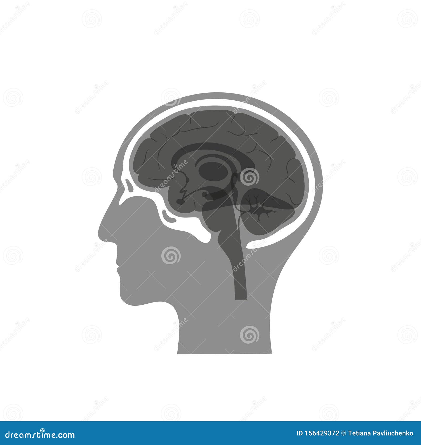 Vector Isolated Illustration of Skull Stock Vector - Illustration of ...