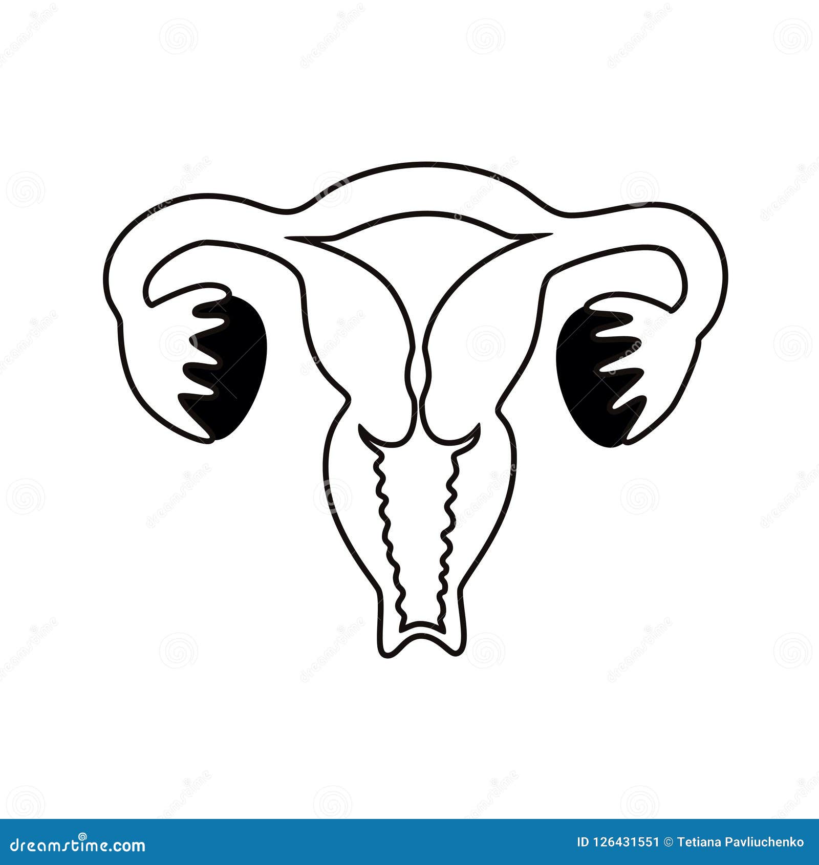 Vector Isolated Illustration Of Uterus Stock Vector Illustration Of