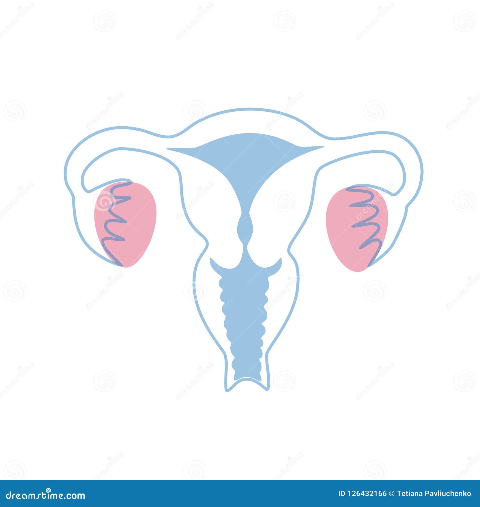 Vector Isolated Illustration Of Uterus Stock Vector Illustration Of