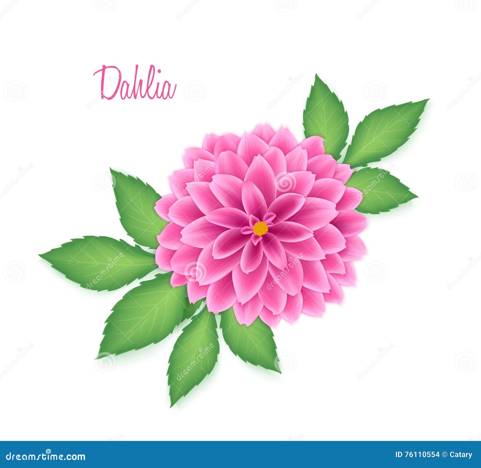 Vector Isolated Realistic Dahlia Flower with Green Leaves Stock Vector ...