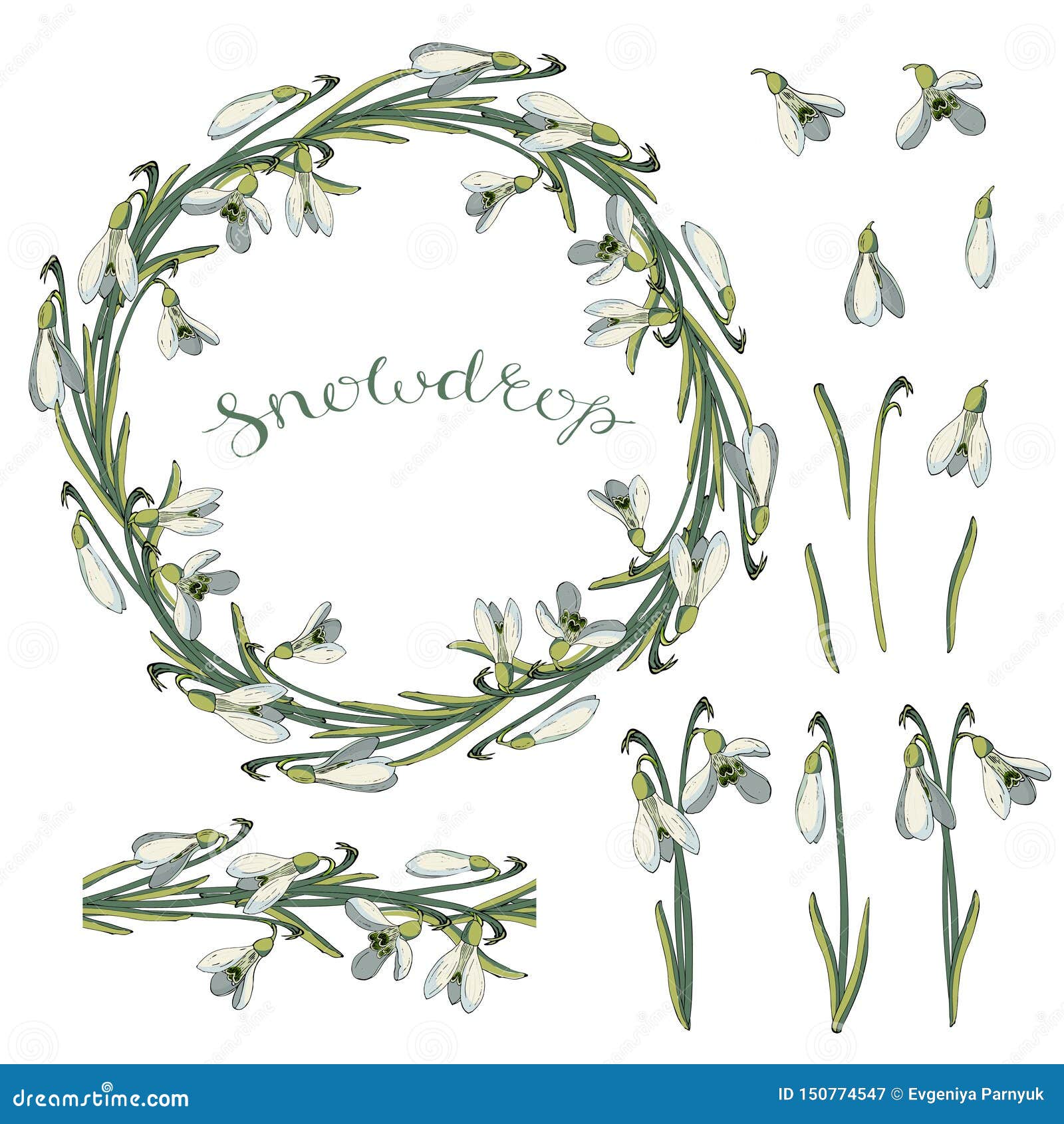Vector Isolated Snowdrop on White. Stock Vector - Illustration of ...