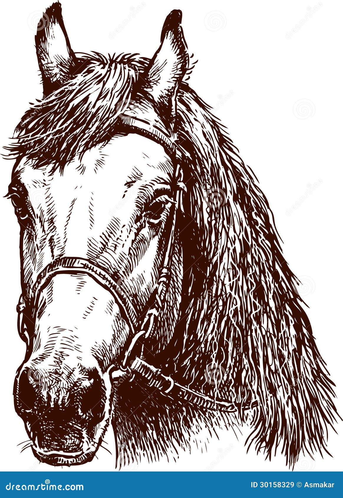 Testa del cavallo illustrazione vettoriale. Illustrazione di sguardo ...