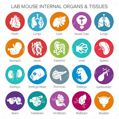 Vector Lab Mouse Internal Organs and Tissues Icon Set Stock Vector ...