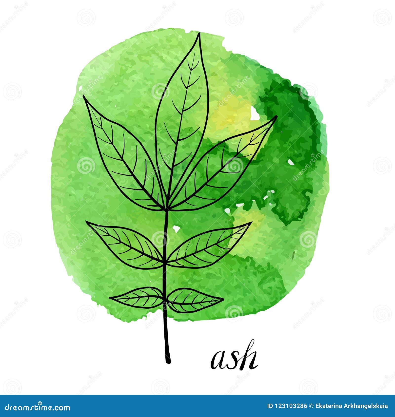 Vector leaf of ash tree stock vector. Illustration of foliage - 123103286
