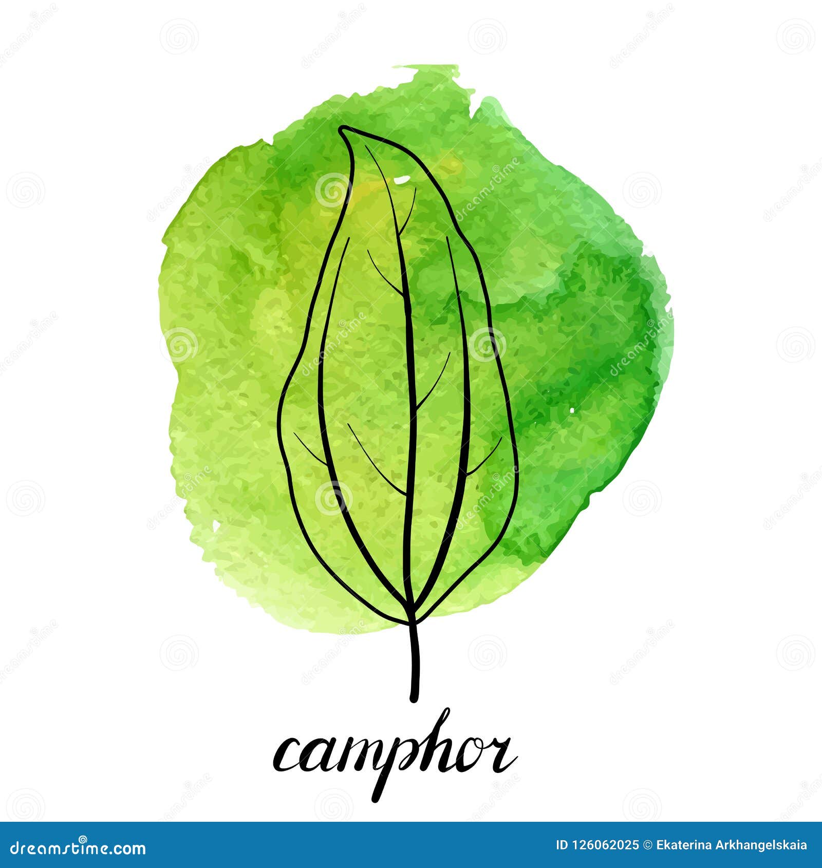 Vector Leaf of Camphor Tree Stock Vector - Illustration of symbol, tree ...