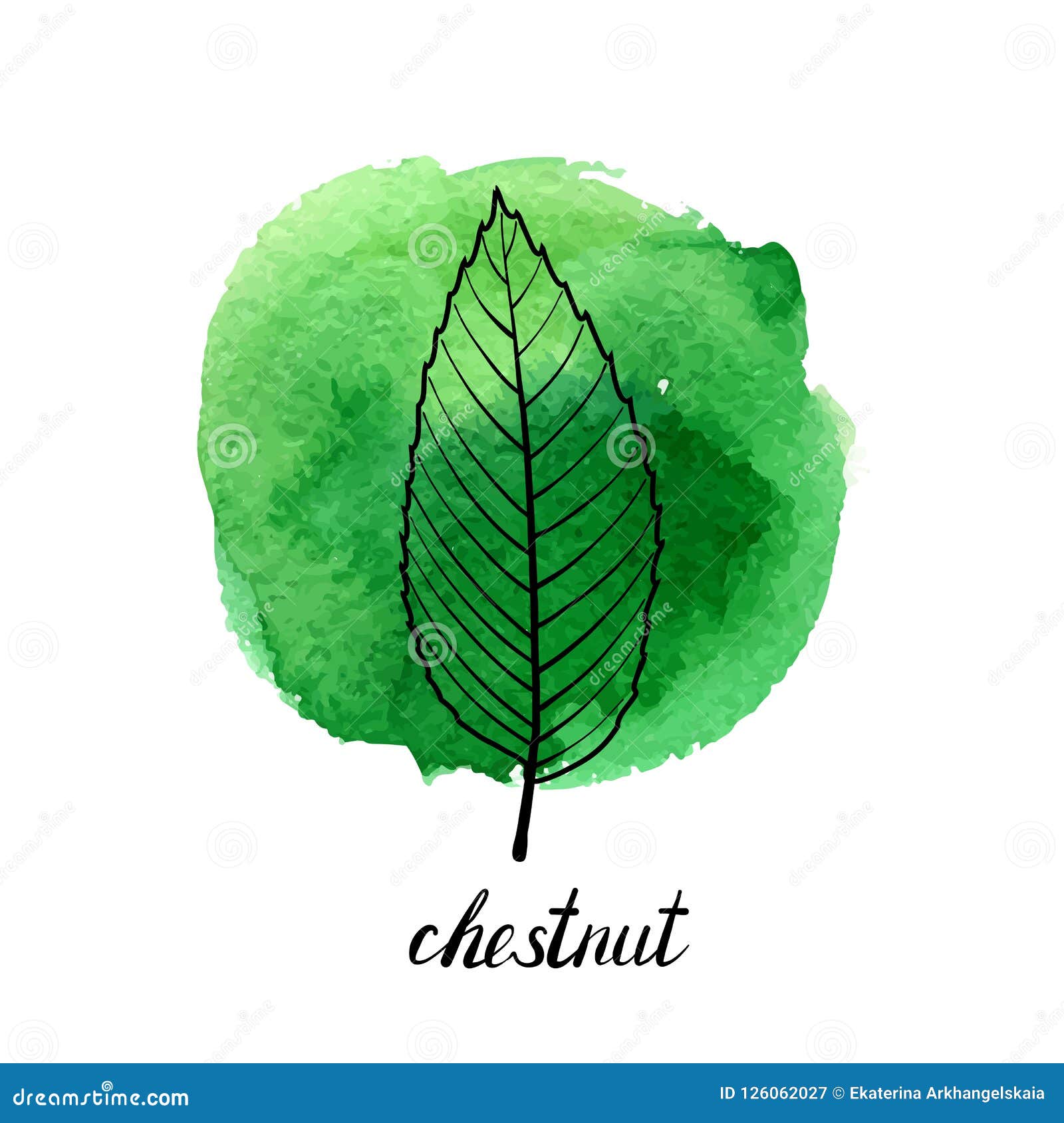 Vector Leaf of Chestnut Tree Stock Vector - Illustration of botanical ...
