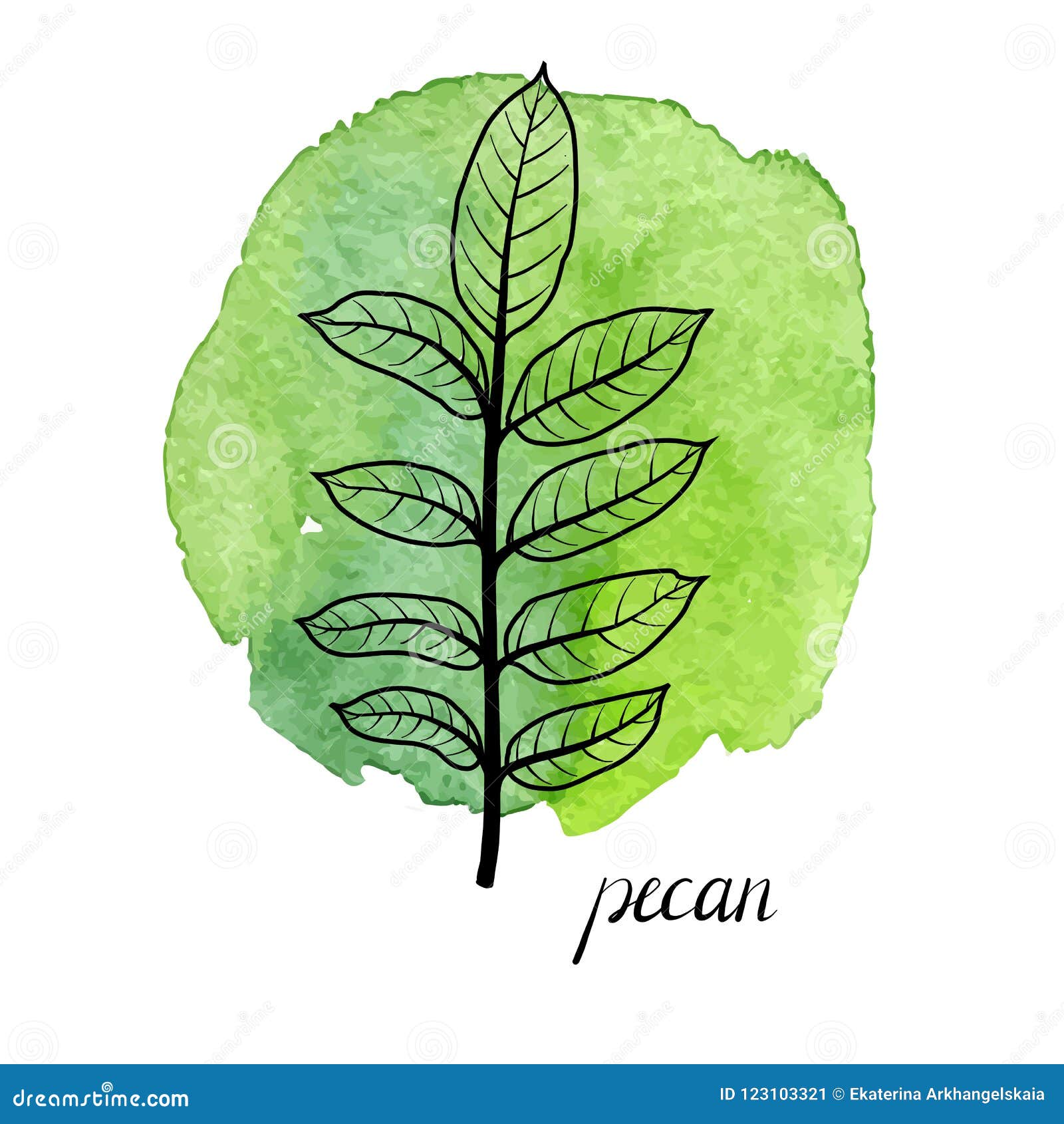Pecan Tree, Nut. Vector Frame. Green Silhouette | CartoonDealer.com ...