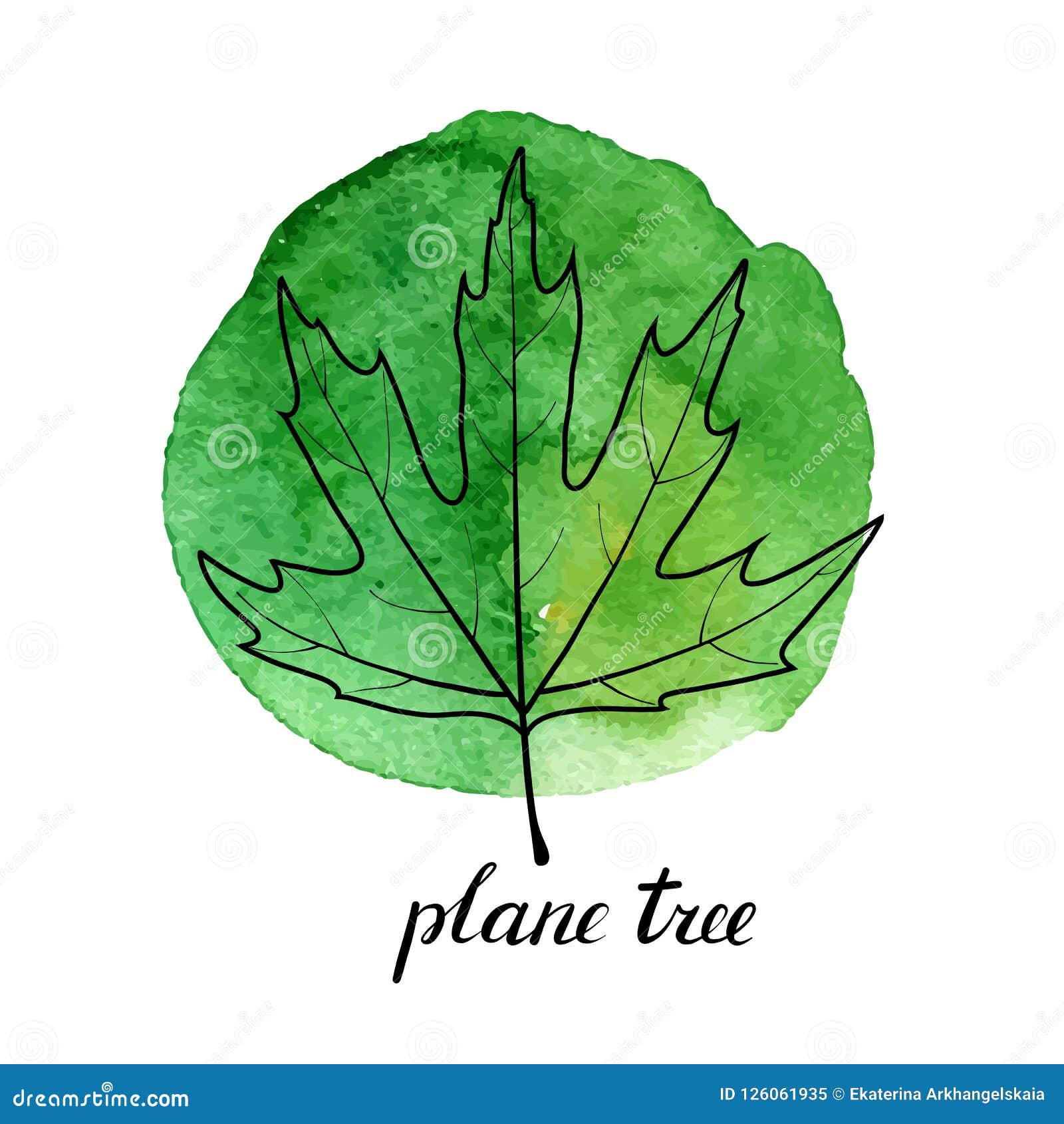 Plane Tree Drawing, Platanus Acerifolia Royalty-Free Stock Photo ...