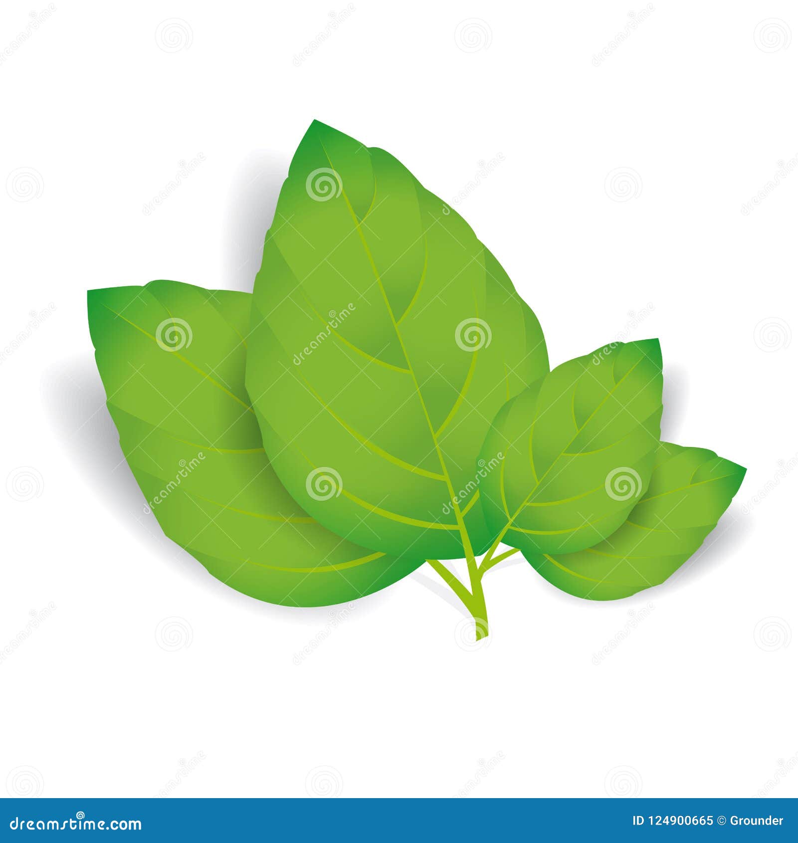 Vector Leaves Isolated on White Stock Illustration - Illustration of ...