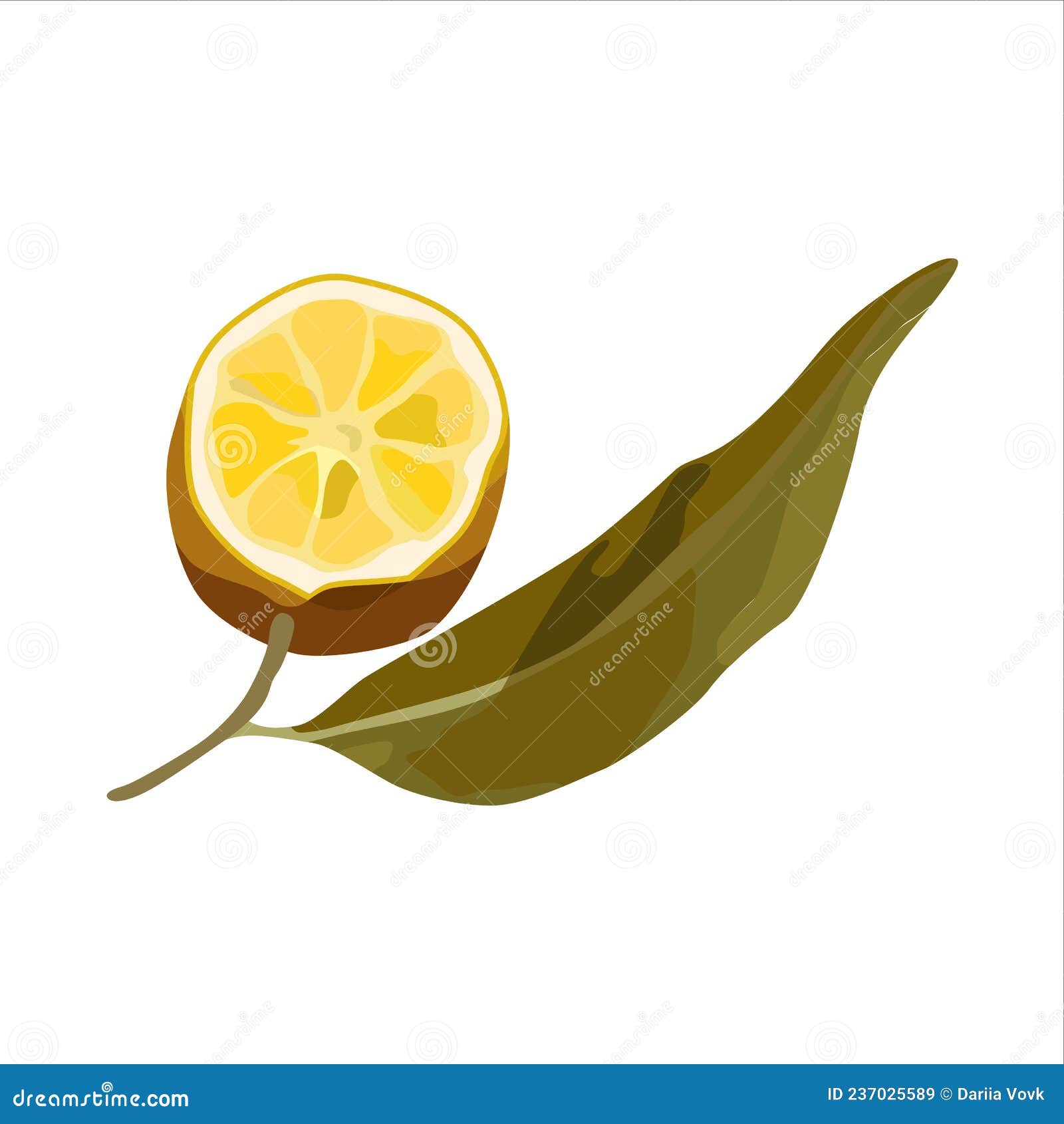 Vector cut lemon. stock vector. Illustration of natural - 237025589