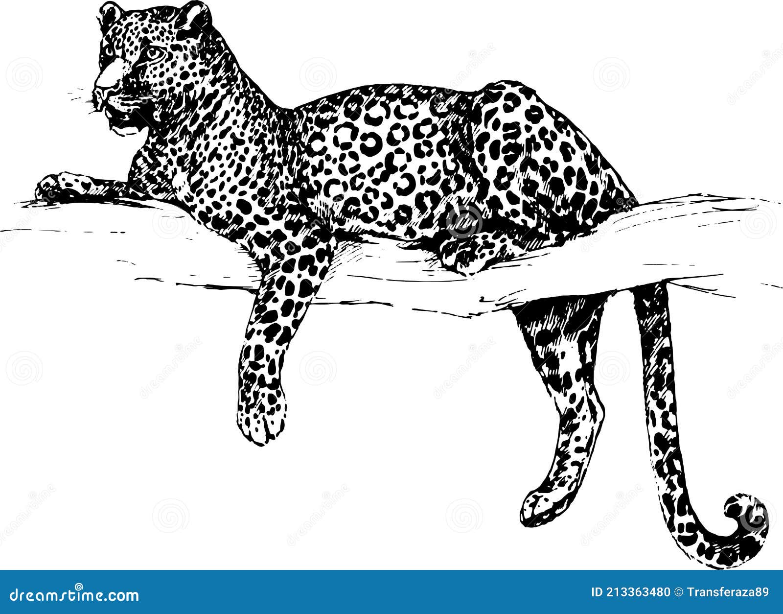 Vector Leopard Wild Cats Illustration Stock Vector - Illustration of ...