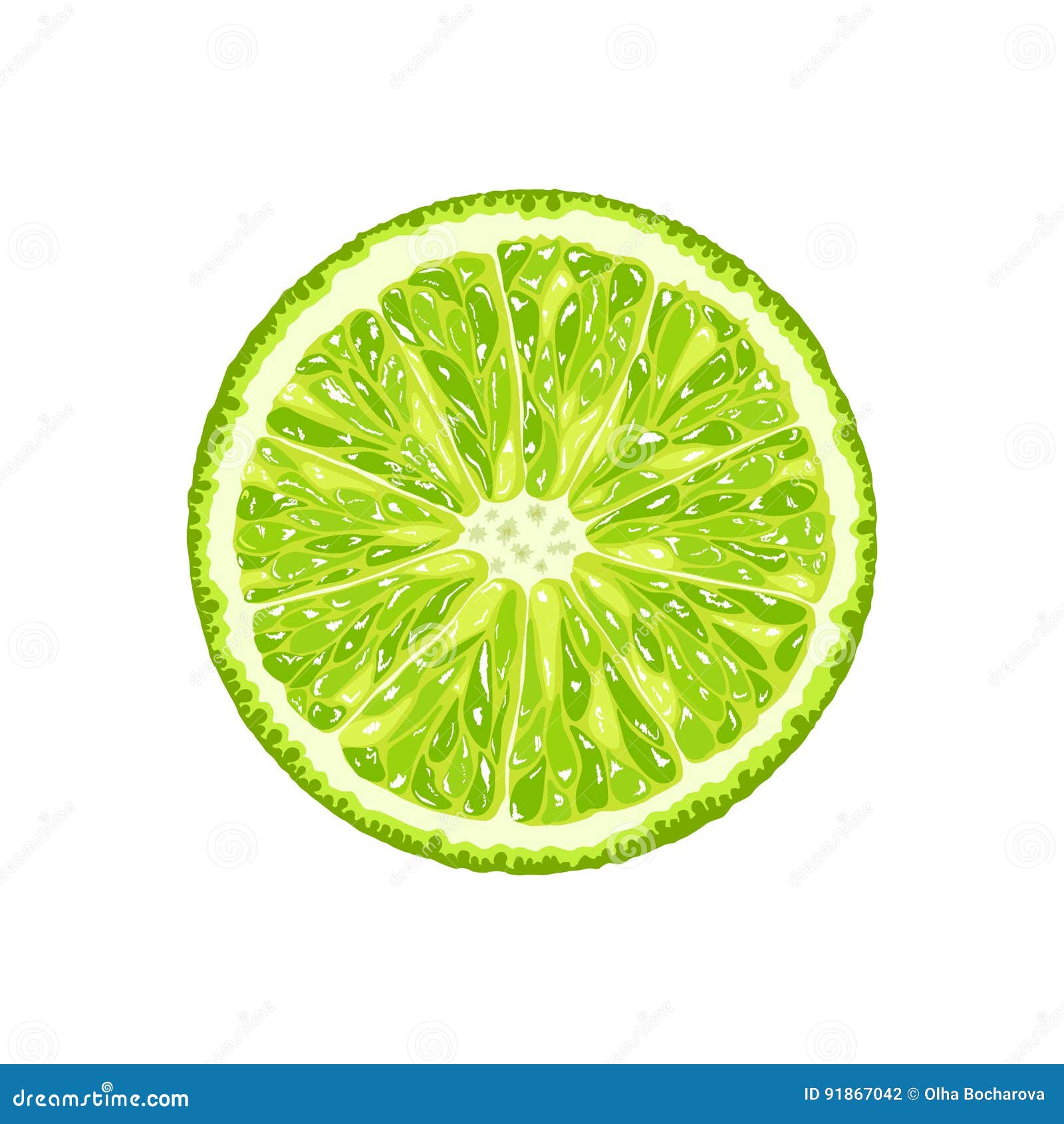 Vector Lime Slice. Illustration of Citrus Stock Vector - Illustration ...